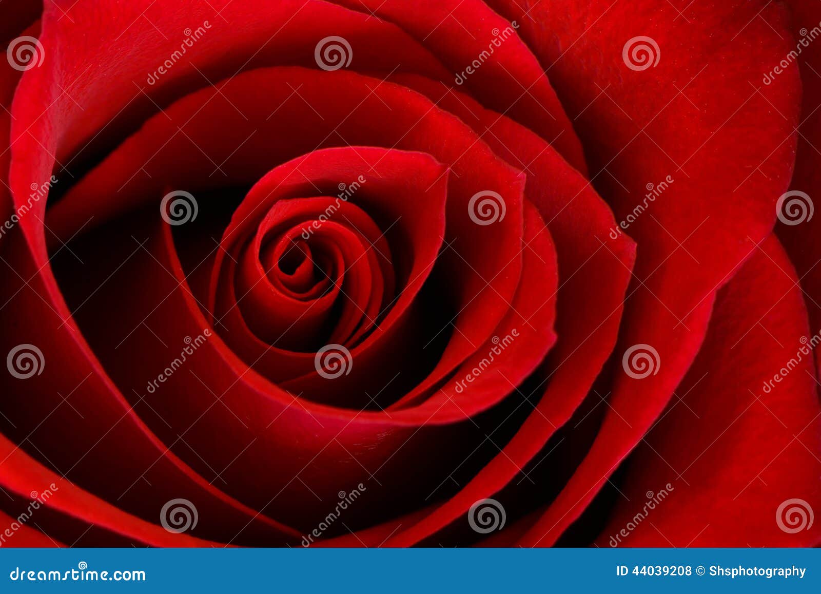Trillende Rode Rose Close Up Macro - Samenvatting Stock Foto - Image of ...
