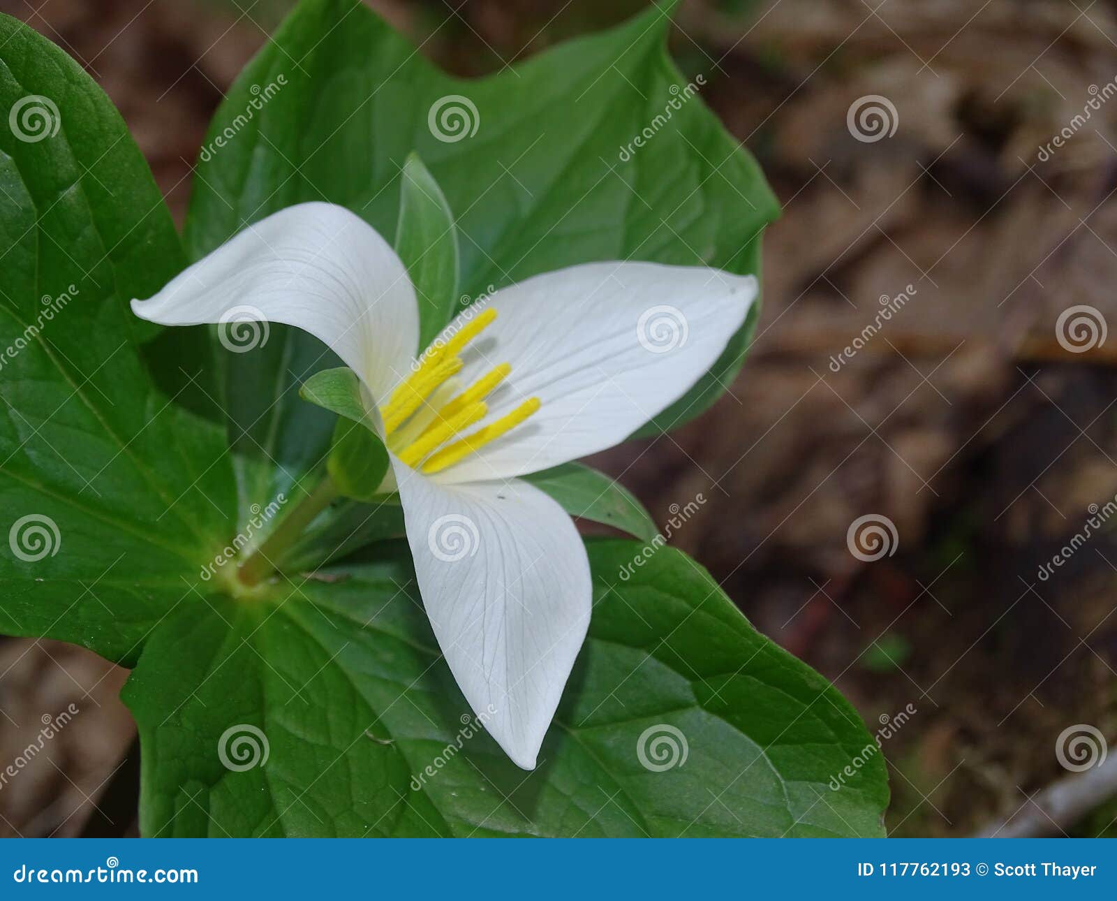 Trilliam stock image. Image of flower, trillun, plant - 117762193