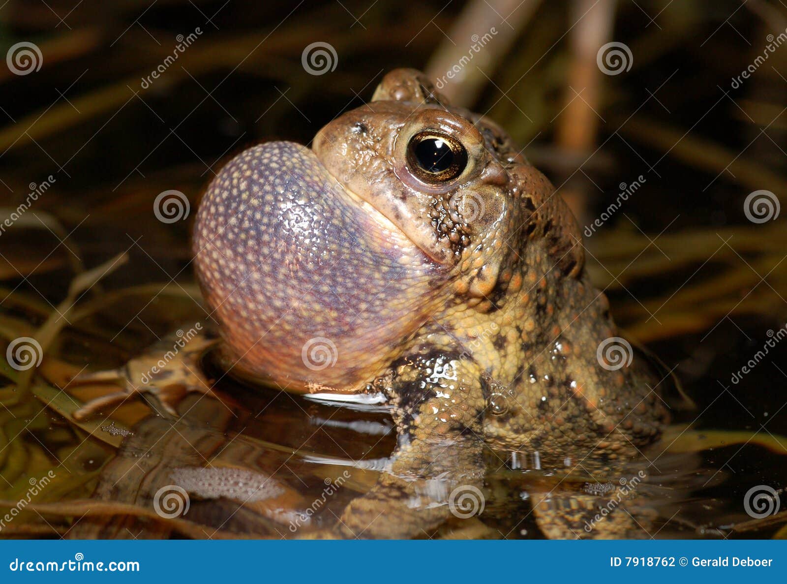 Trilling American Toad stock photo. Image of secrecy, amphibian - 7918762