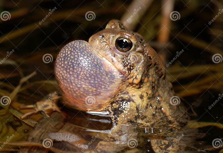 Trilling American Toad stock photo. Image of secrecy, amphibian - 7918762
