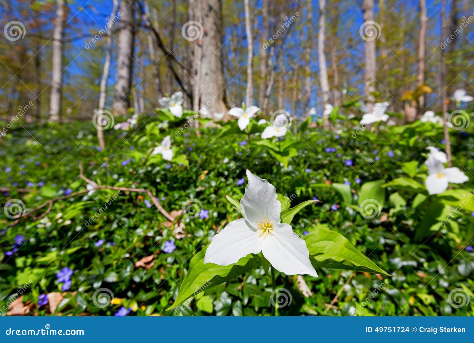 Trillium in Bloom stock photo. Image of plant, flowering - 49751724
