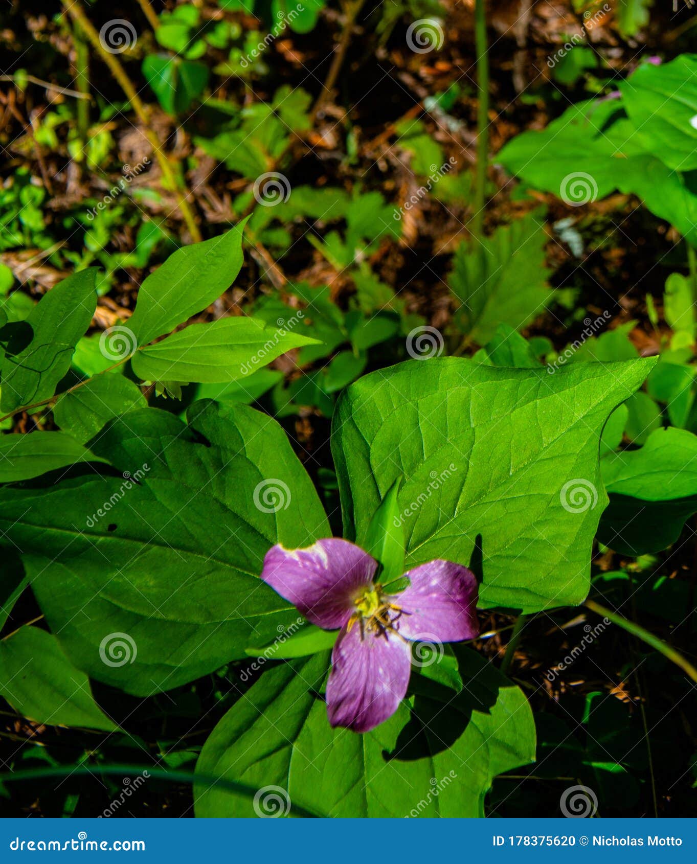 Trillium Bloom Redwood Rain Forest Stock Photo - Image of botany ...