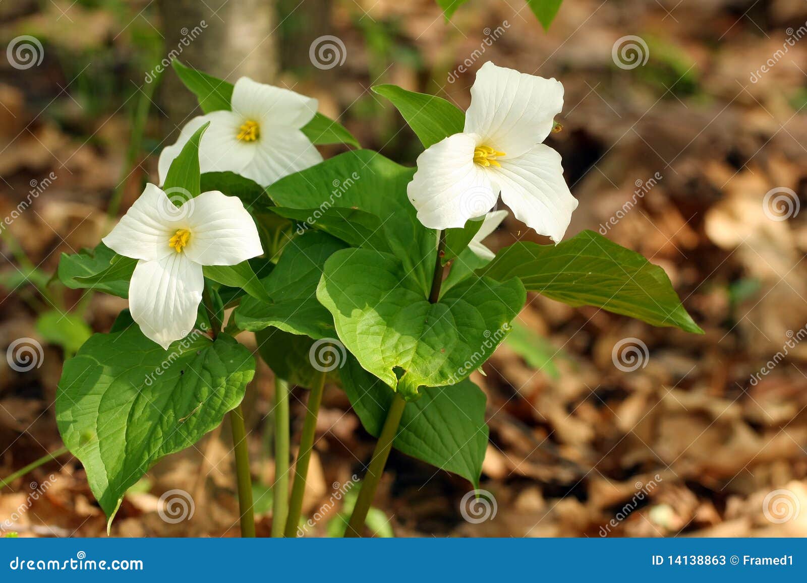 Trillium Flower stock image. Image of forest, floral - 14138863