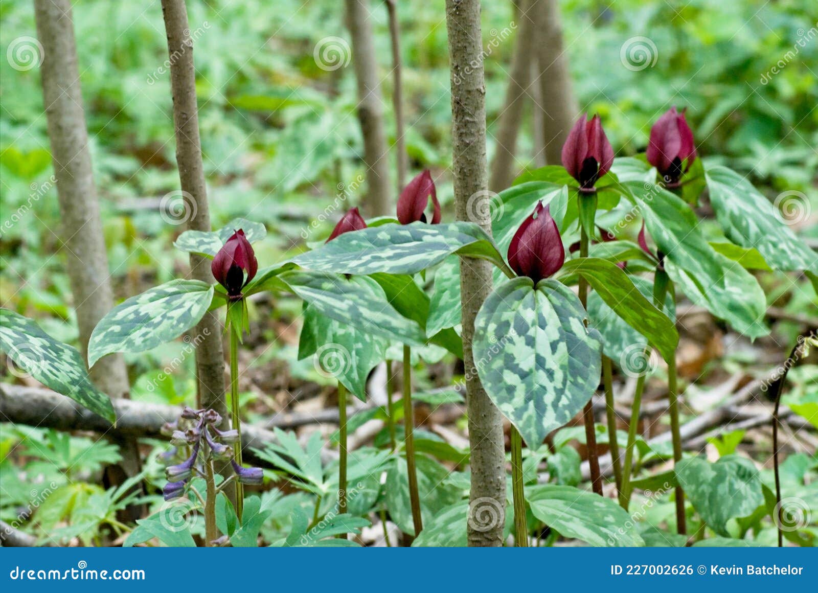 Trillium Forest stock photo. Image of flower, beautiful - 227002626