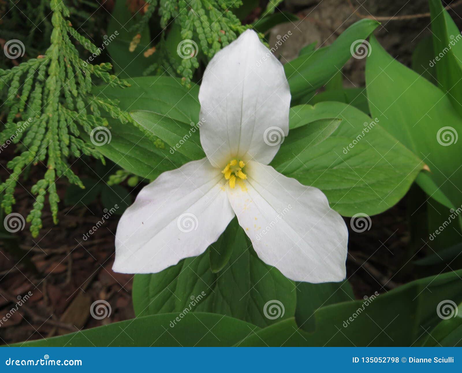 Trillium stock photo. Image of trillium, forest, flower - 135052798