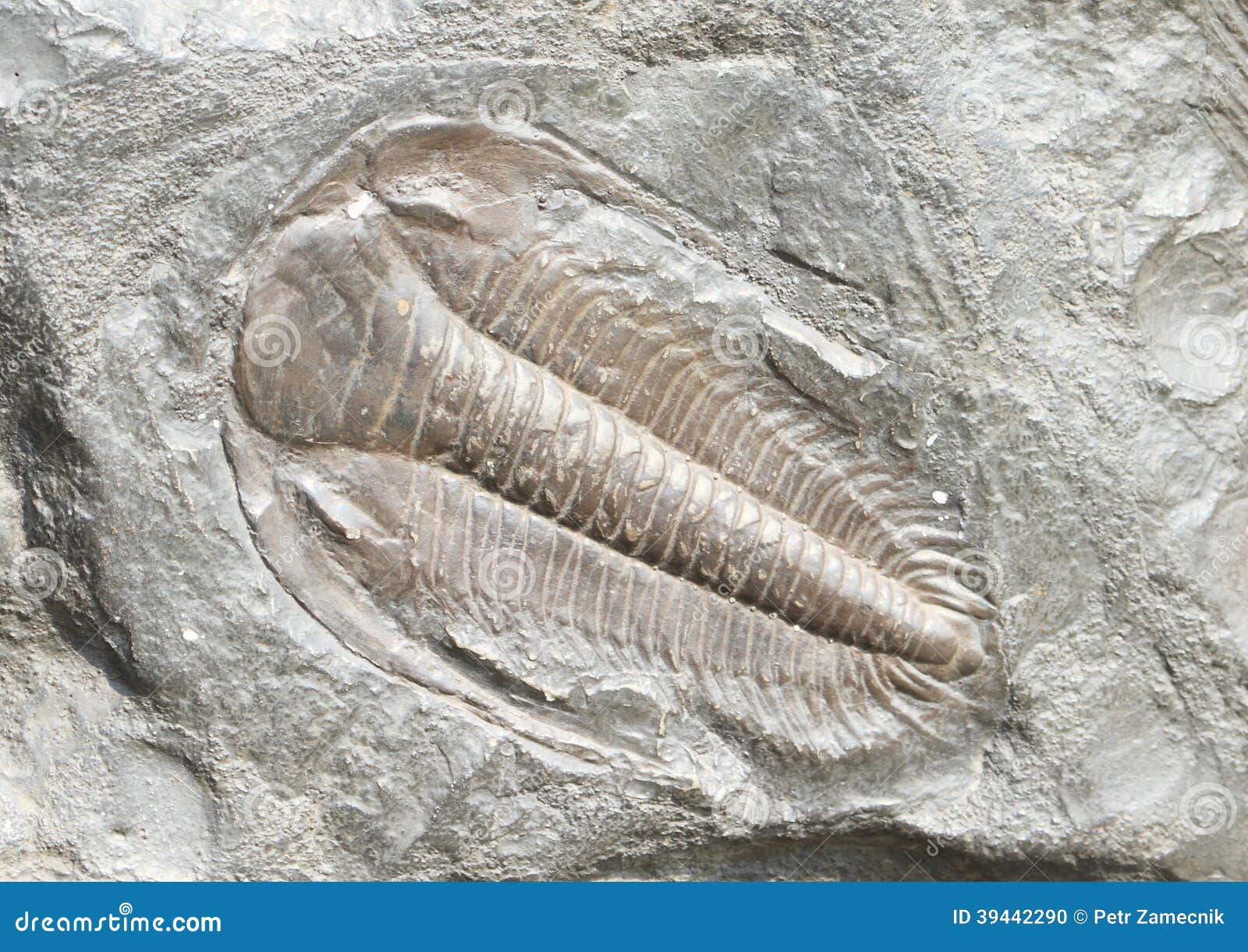Trilobit stock photo. Image of fossil, stone, trilobite - 39442290