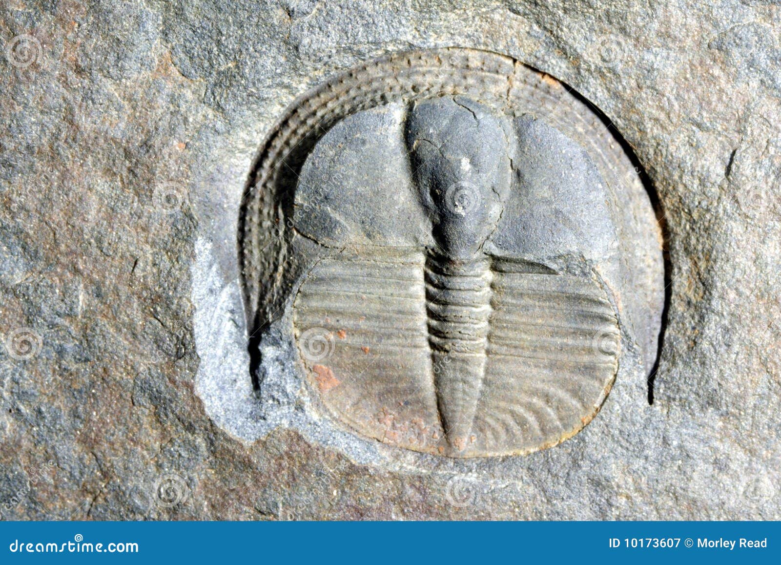 Trilobite Royalty-Free Stock Photography | CartoonDealer.com #4843517