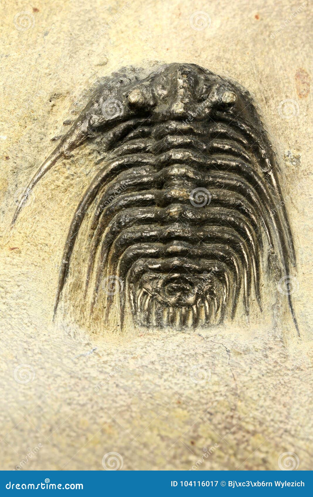 Trilobite imagen de archivo. Imagen de historia, original - 104116017