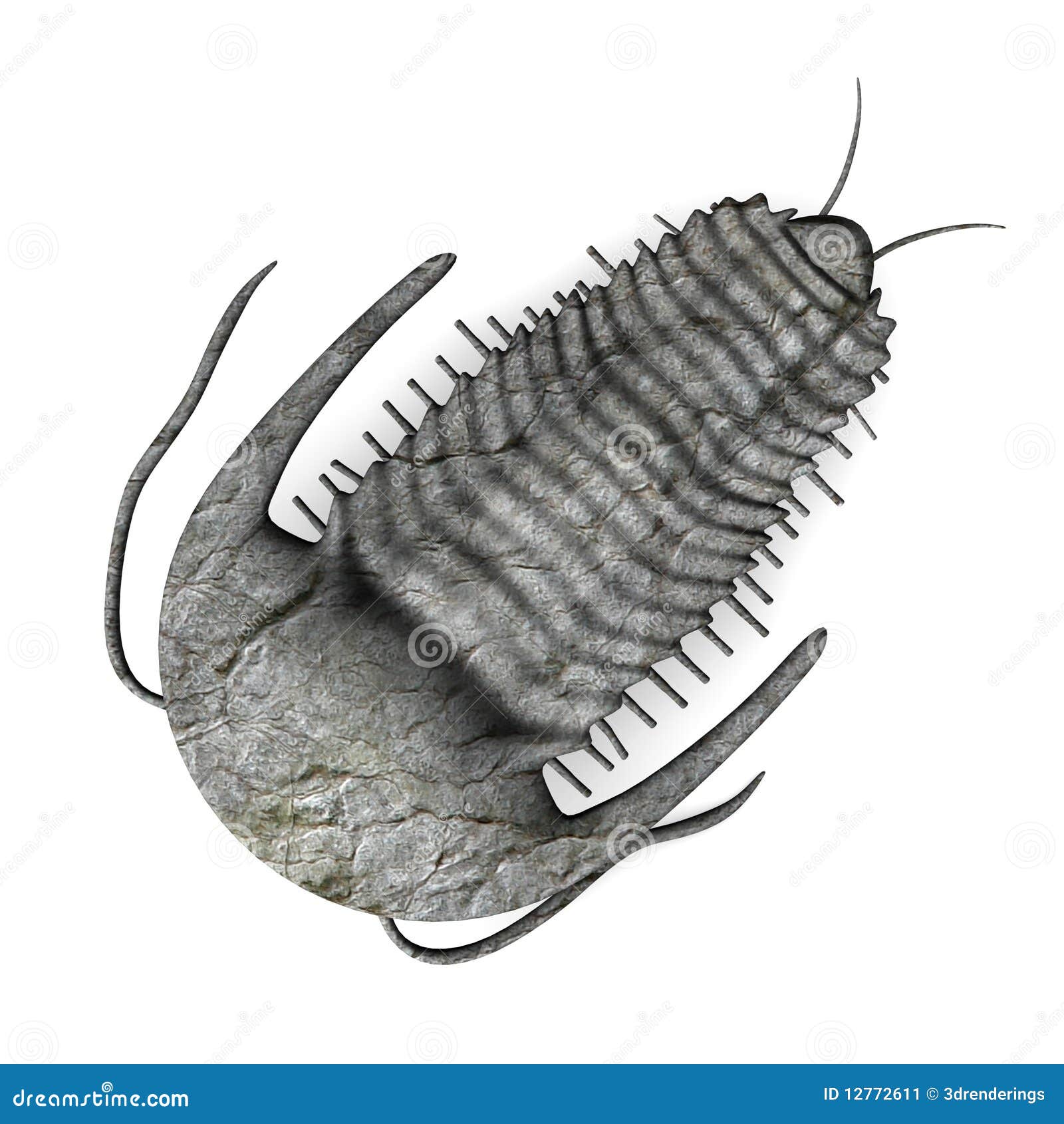 Trilobite stock illustration. Illustration of fossil - 12772611