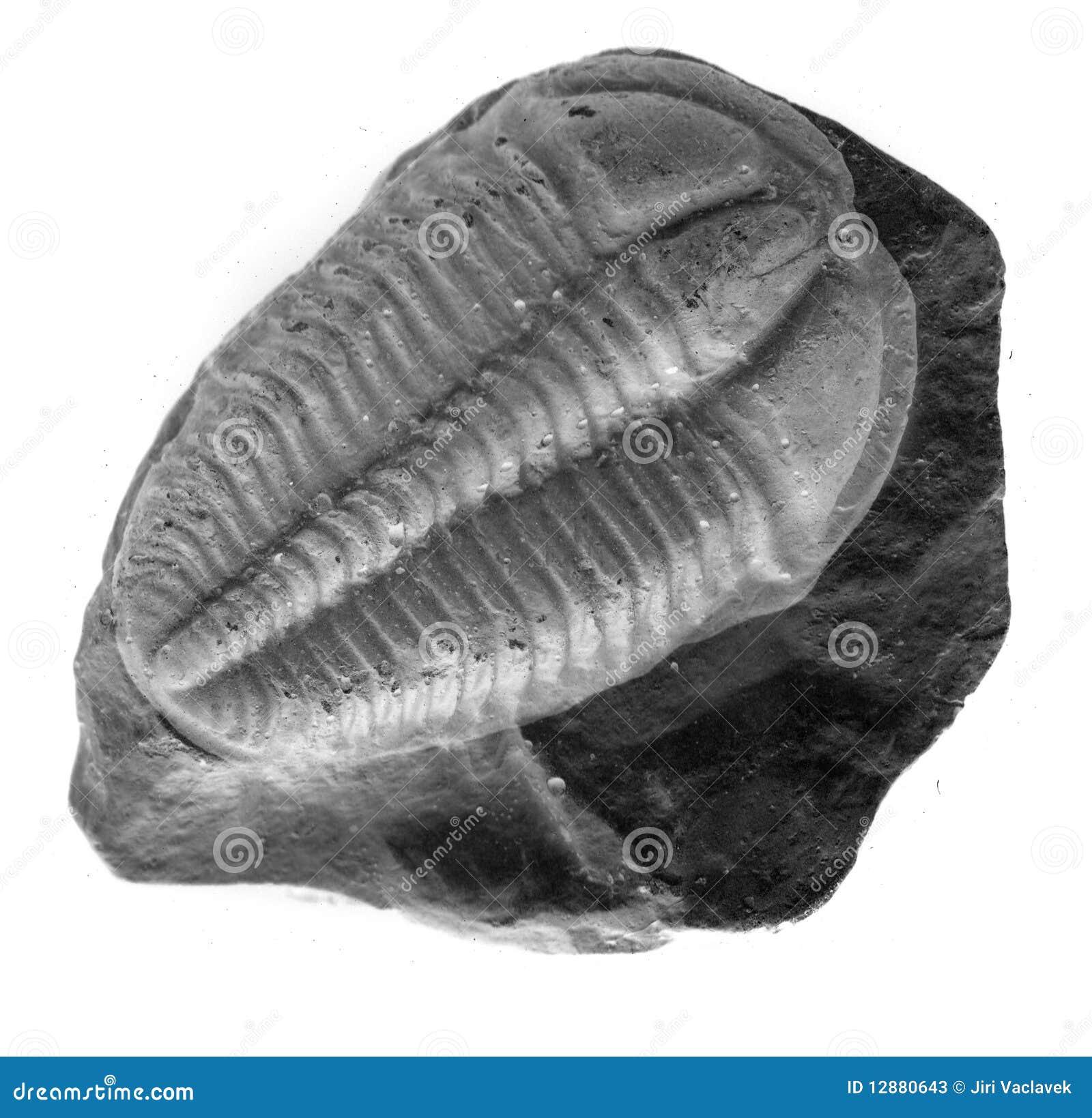 Trilobite stock image. Image of crustacean, trilobite - 12880643