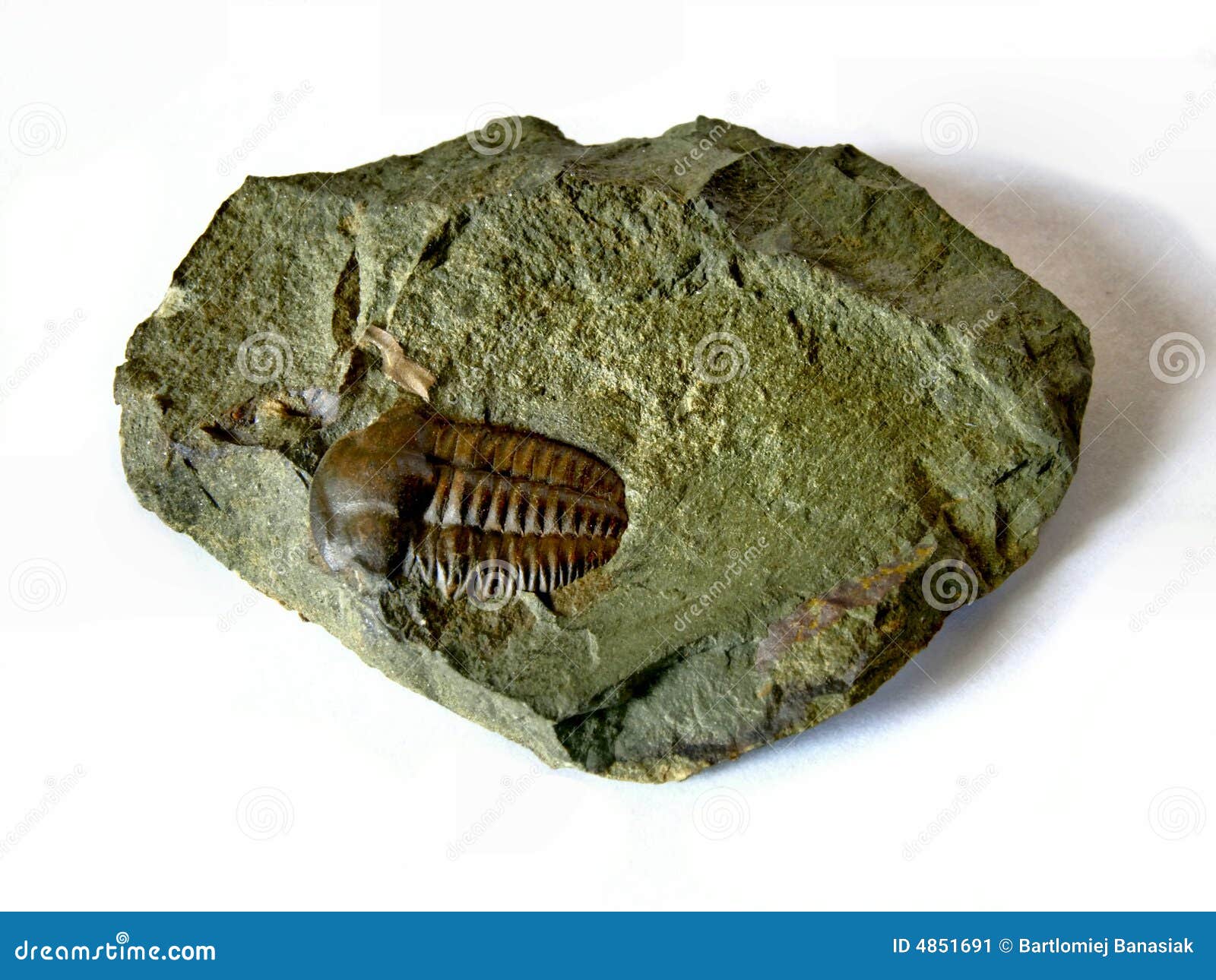 Trilobite stock image. Image of fossil, prehistoric, trilobite - 4851691
