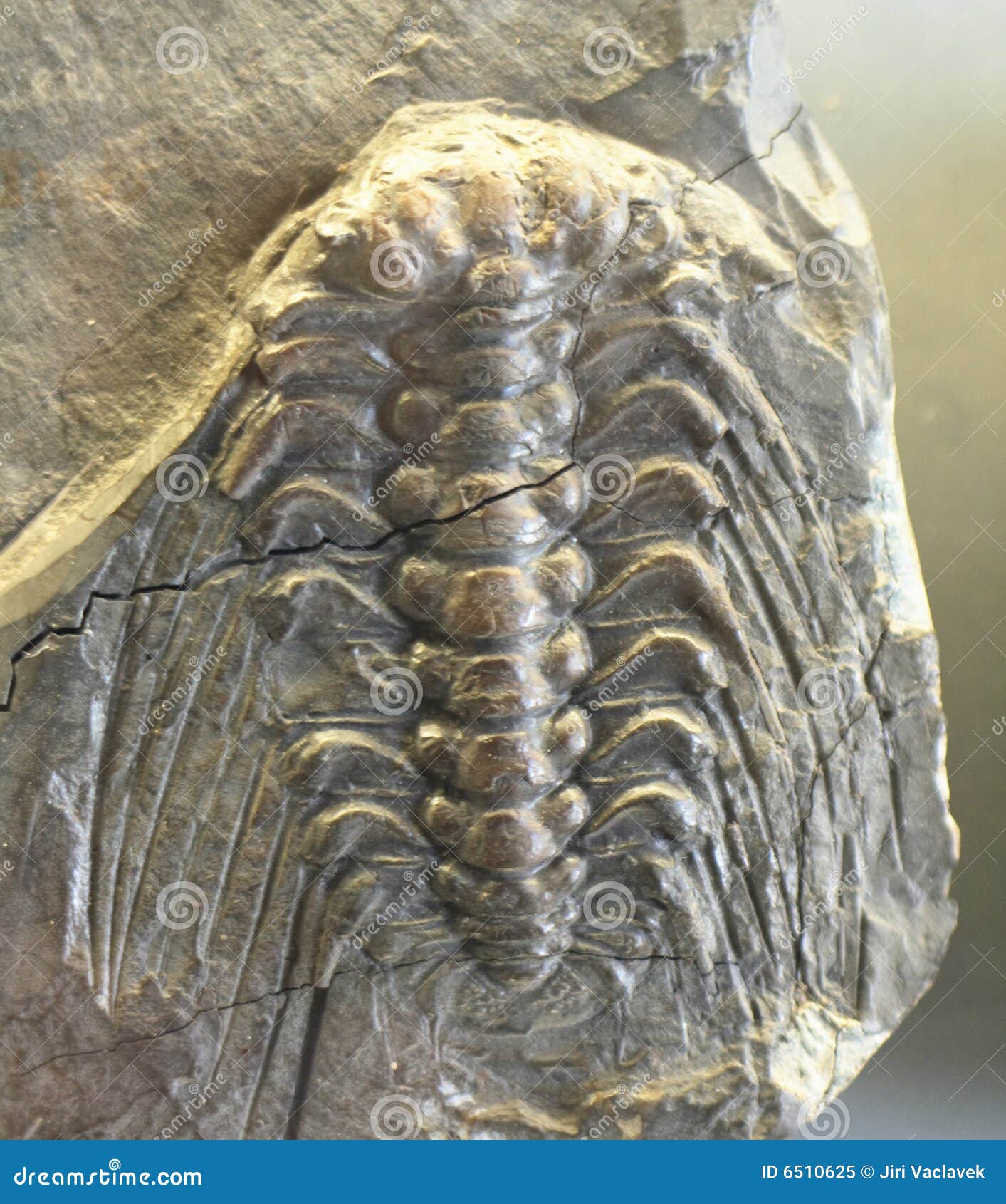 Trilobite Background Stock Photography | CartoonDealer.com #6510620