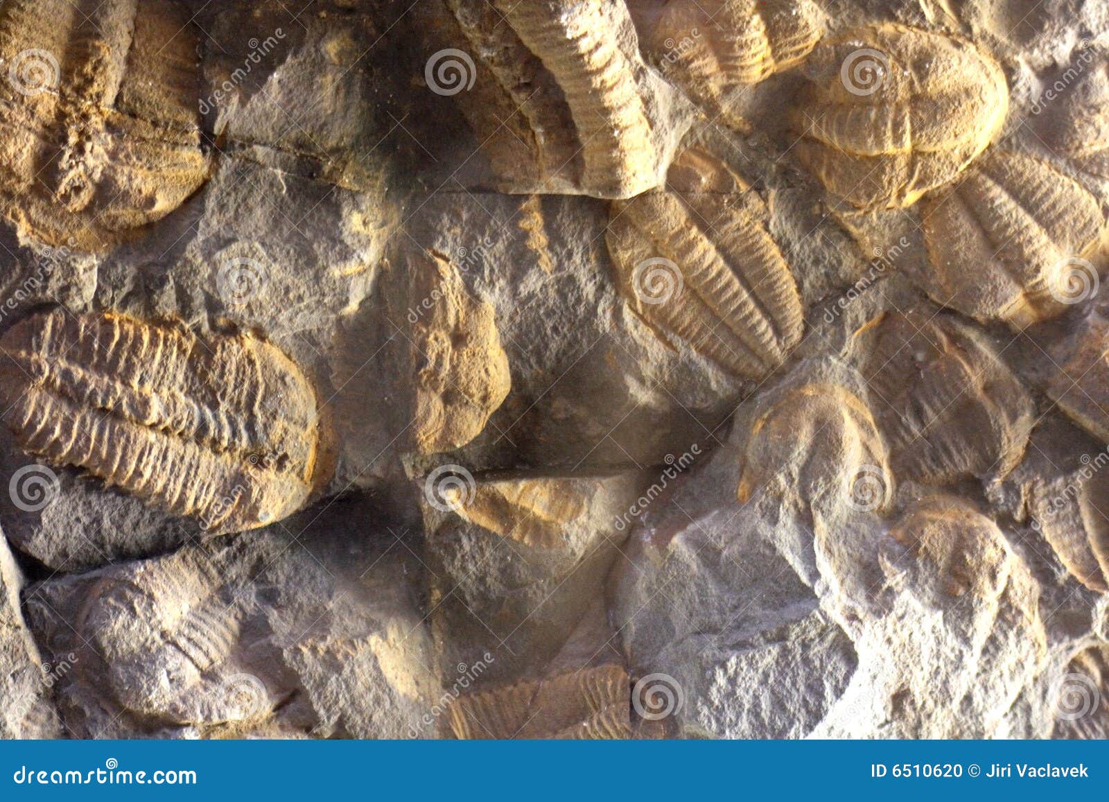 Trilobite background stock photo. Image of crustacean - 6510620