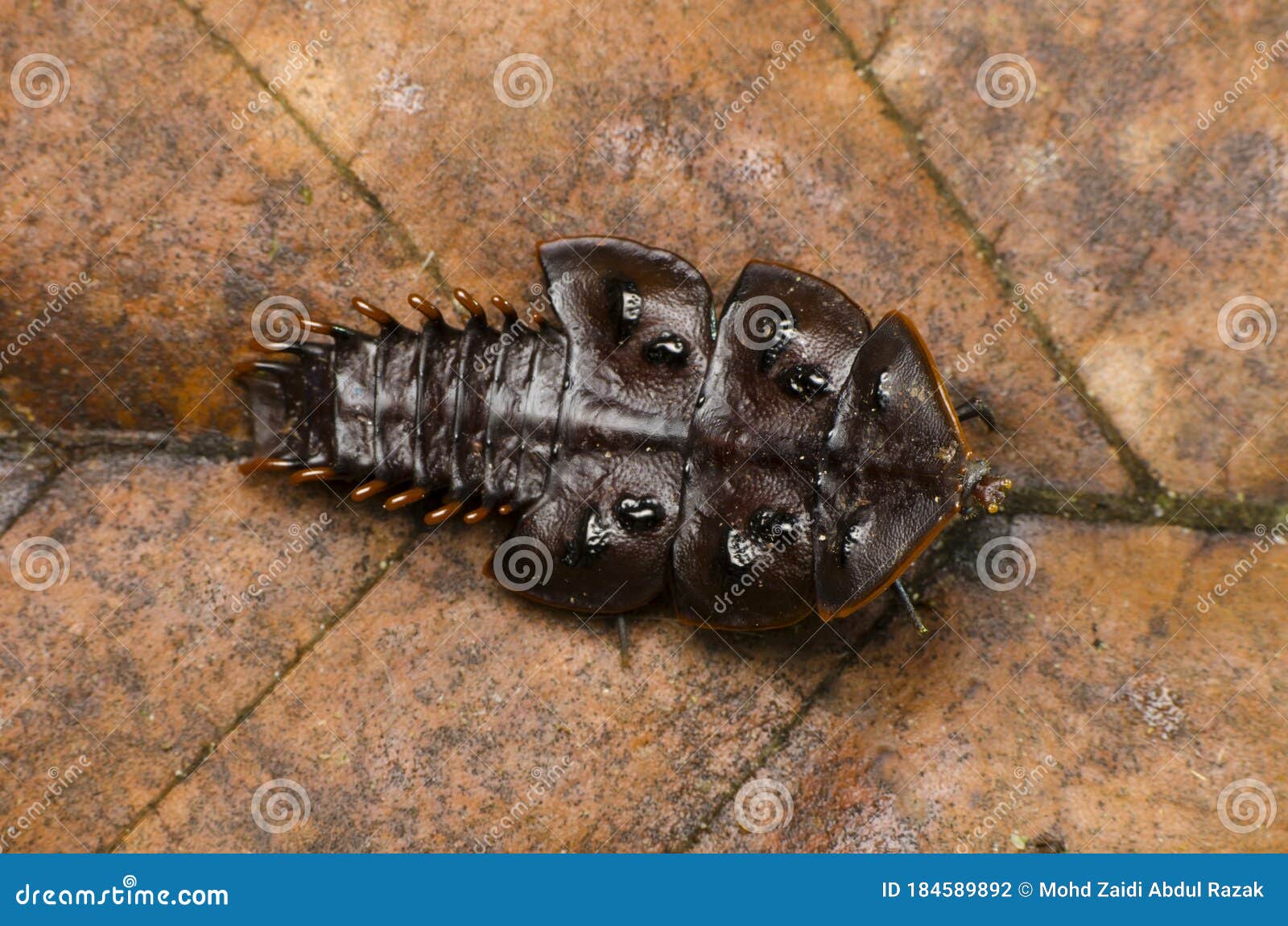 Trilobite Beetle on Withered Leaf Stock Photo - Image of jungle, macro ...