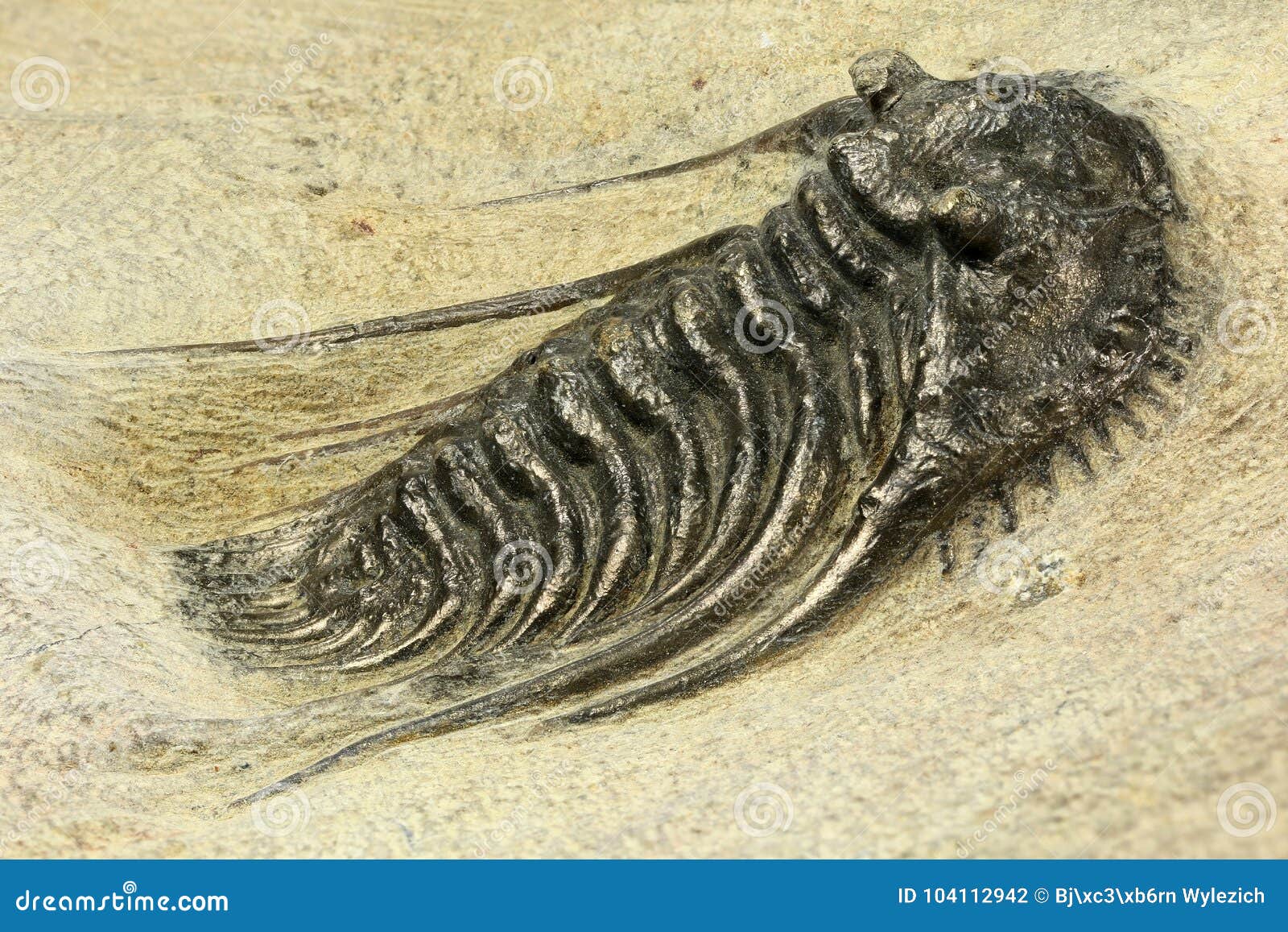 Trilobite editorial photography. Image of jurassic, leonaspis - 104112942