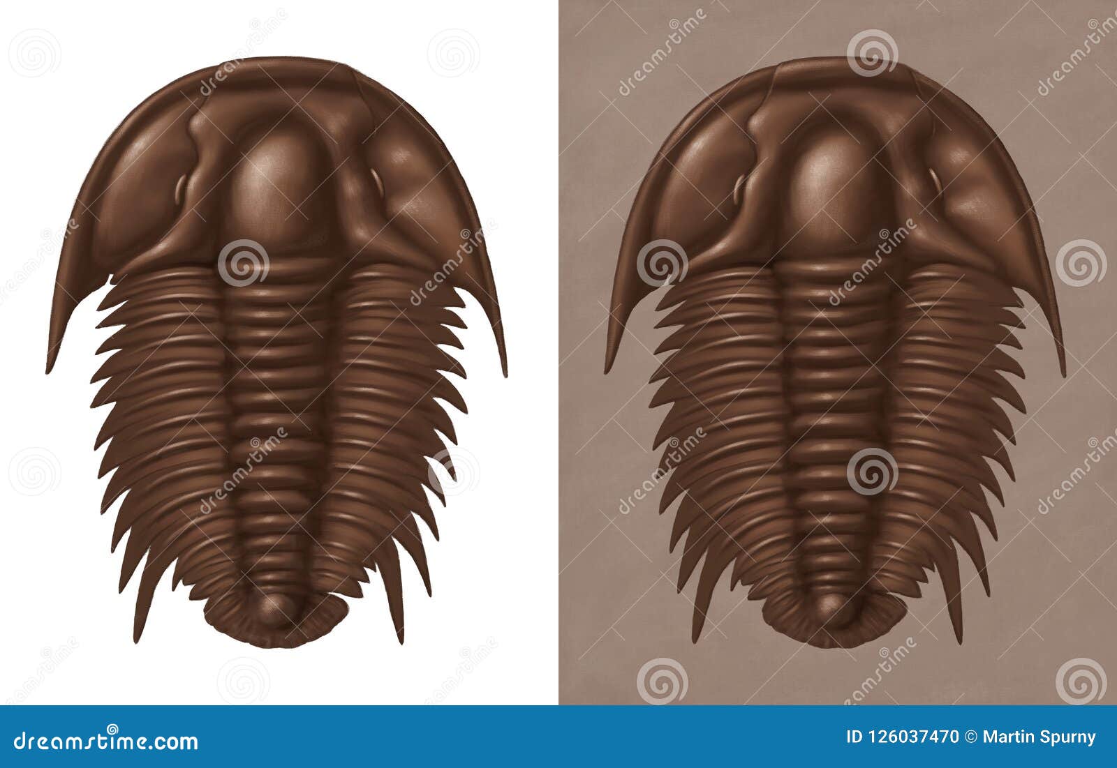 Trilobite stock illustration. Illustration of creature - 126037470