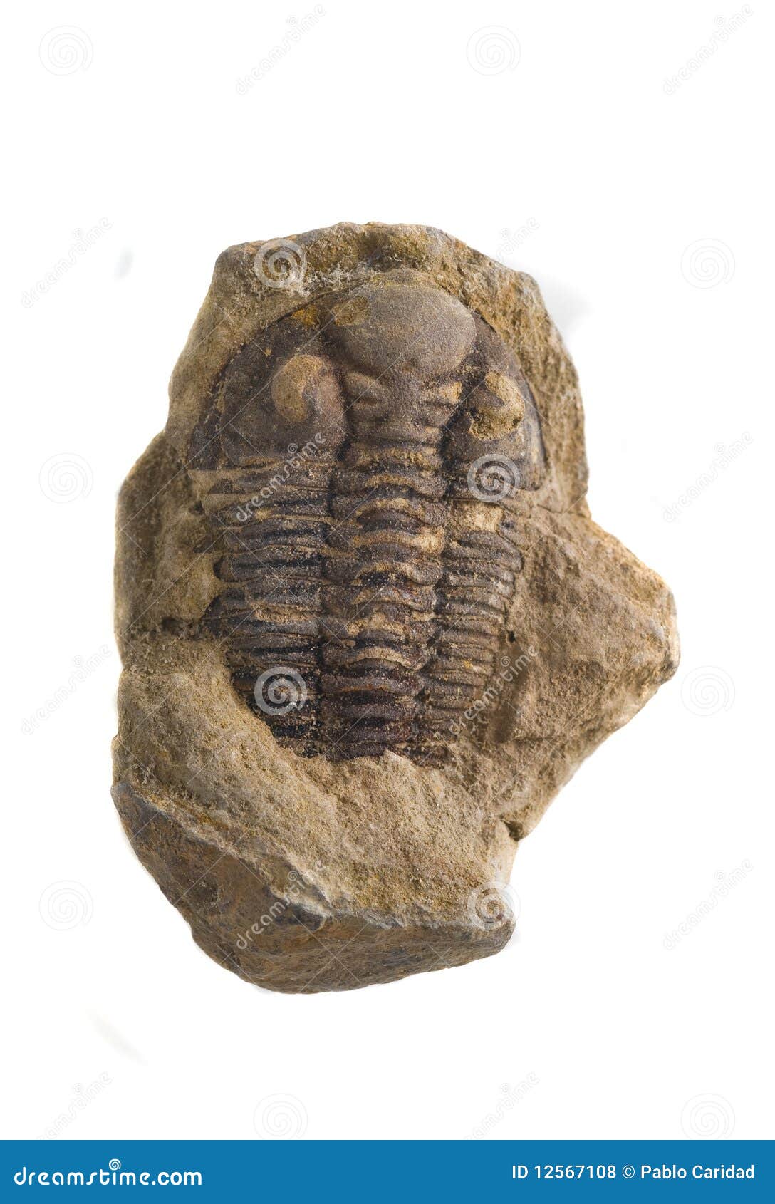 Trilobite Fossil On Stone, Prehistoric Extinct Animal Lived In Cambrian ...