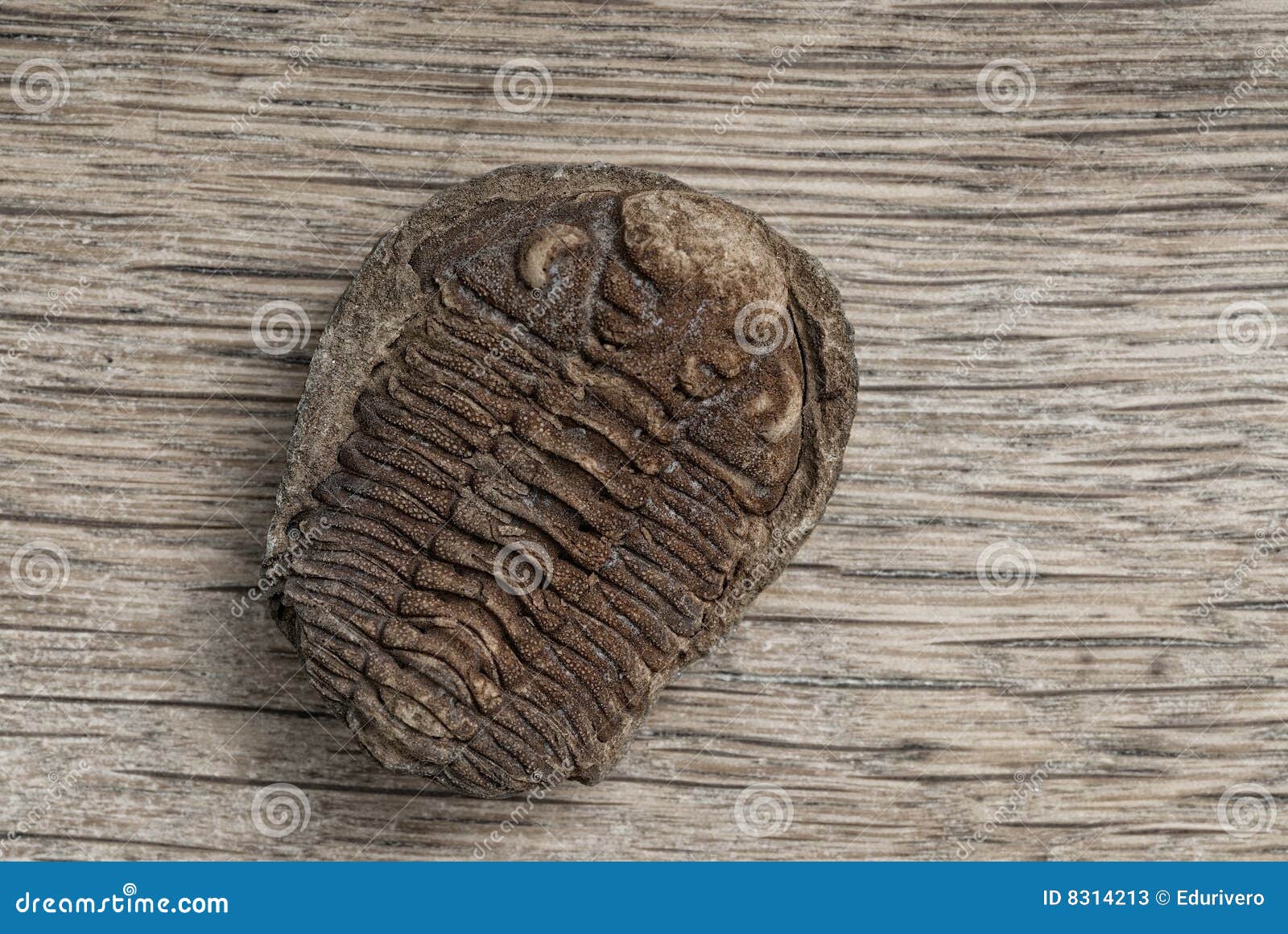 Trilobite Fossil On Stone, Prehistoric Extinct Animal Lived In Cambrian ...