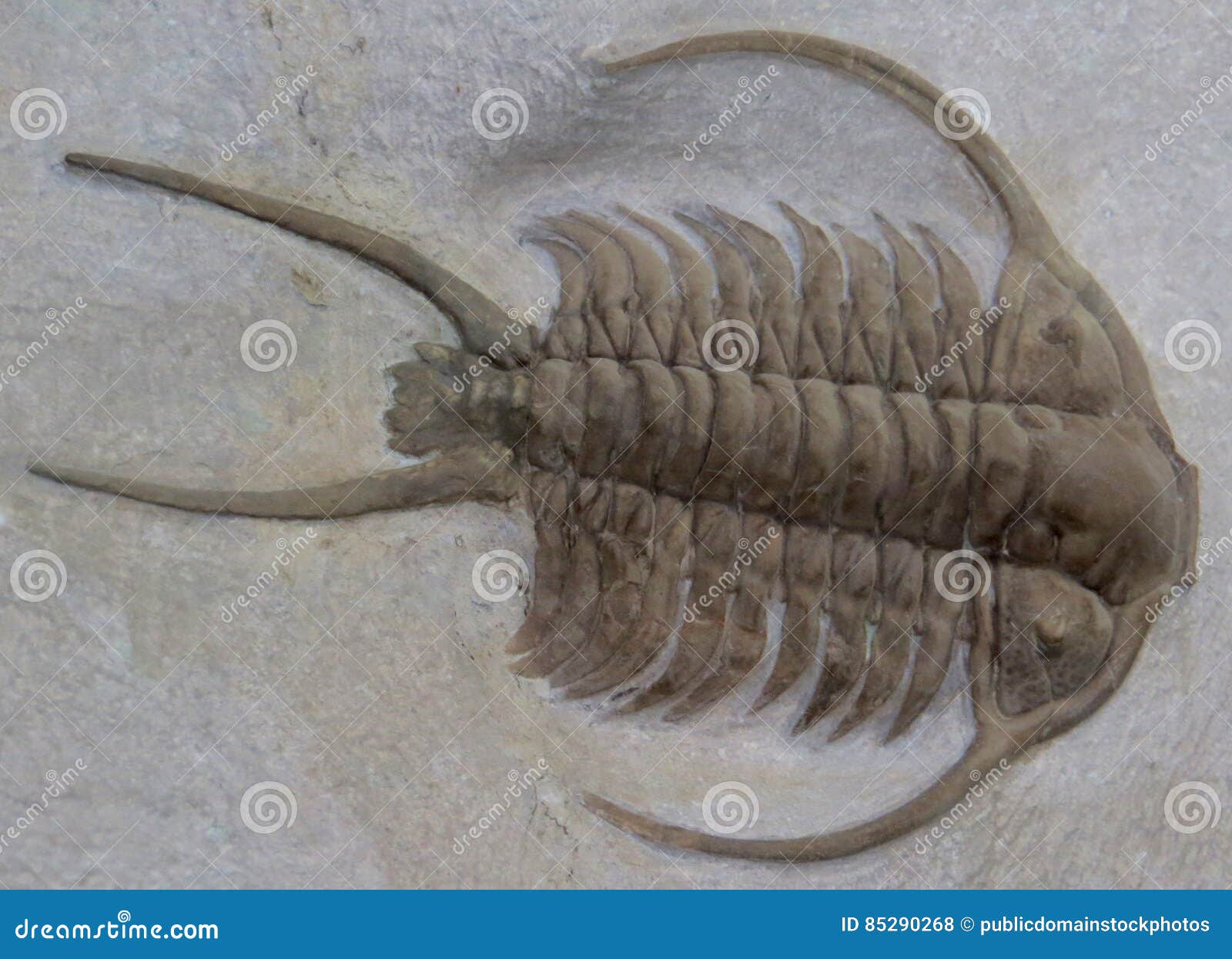 Trilobite Fossil Picture. Image: 85290268
