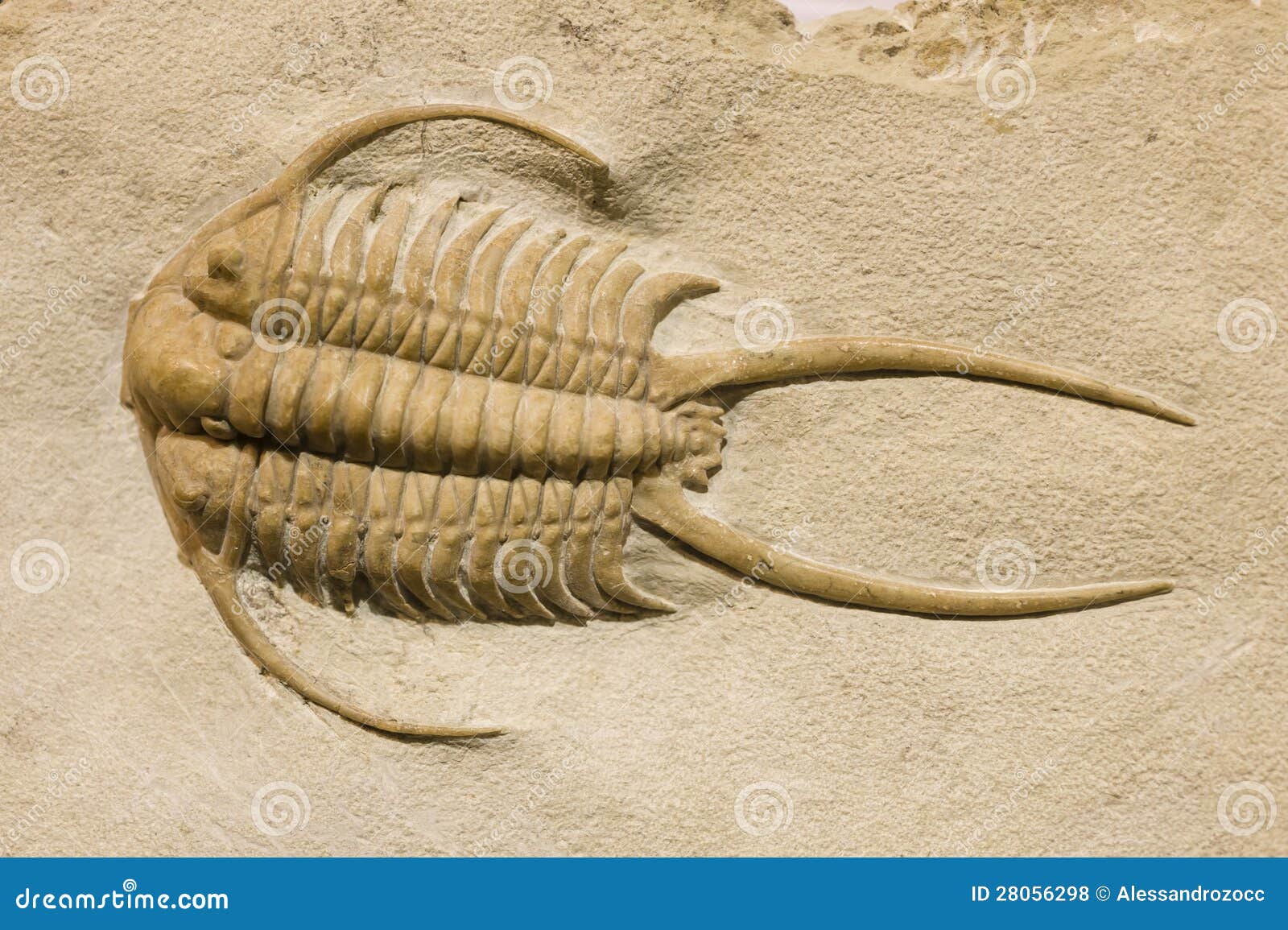 Trilobite Fossil On Stone, Prehistoric Extinct Animal Lived In Cambrian ...