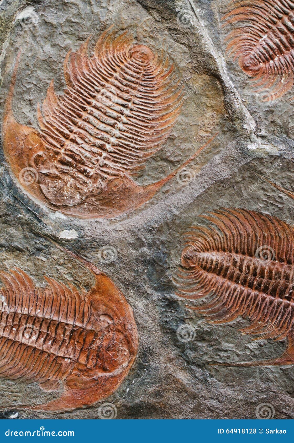 Trilobite stock photo. Image of biology, structure, animal - 64918128