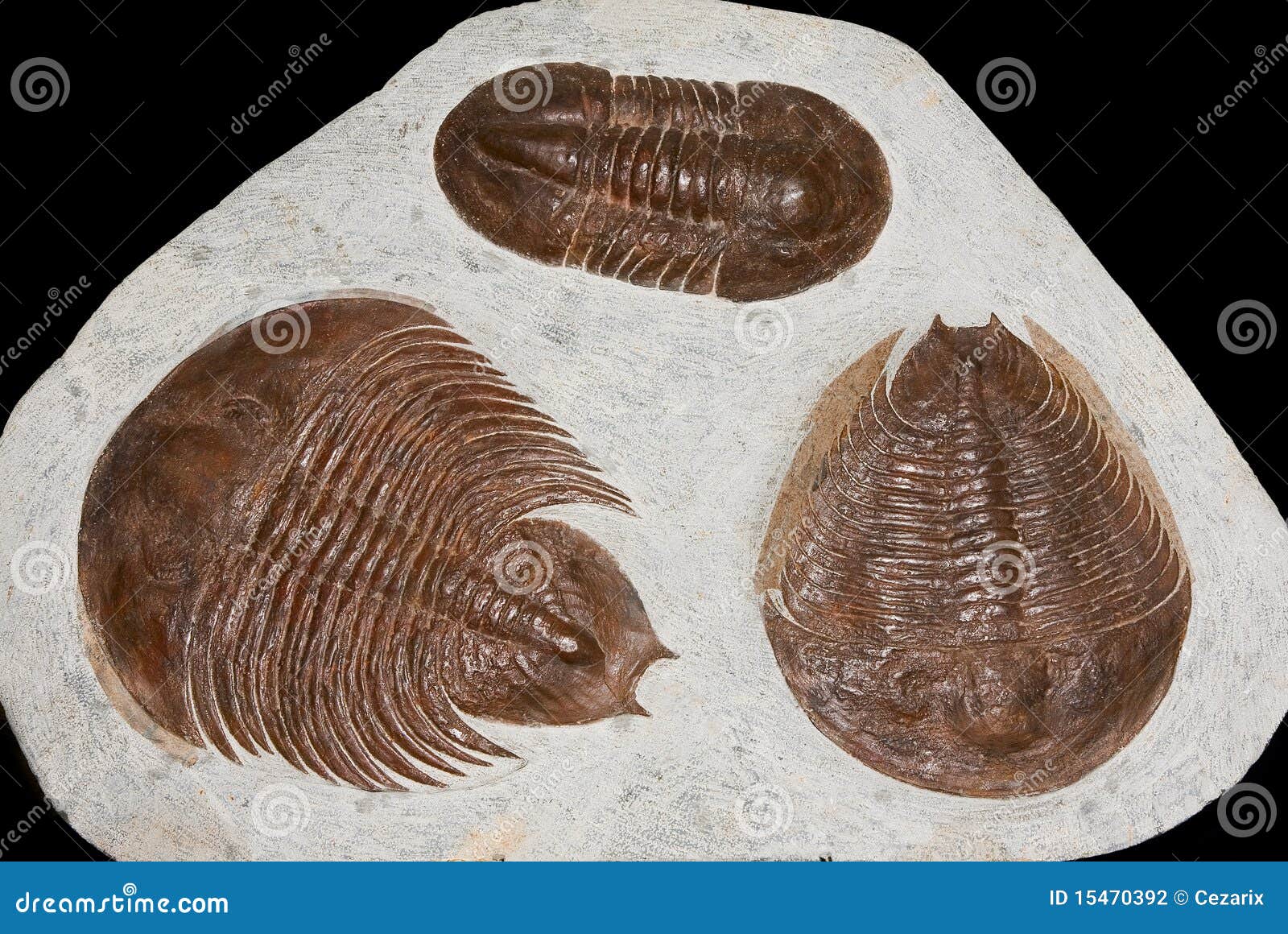 Trilobite Royalty-Free Stock Photography | CartoonDealer.com #4843517