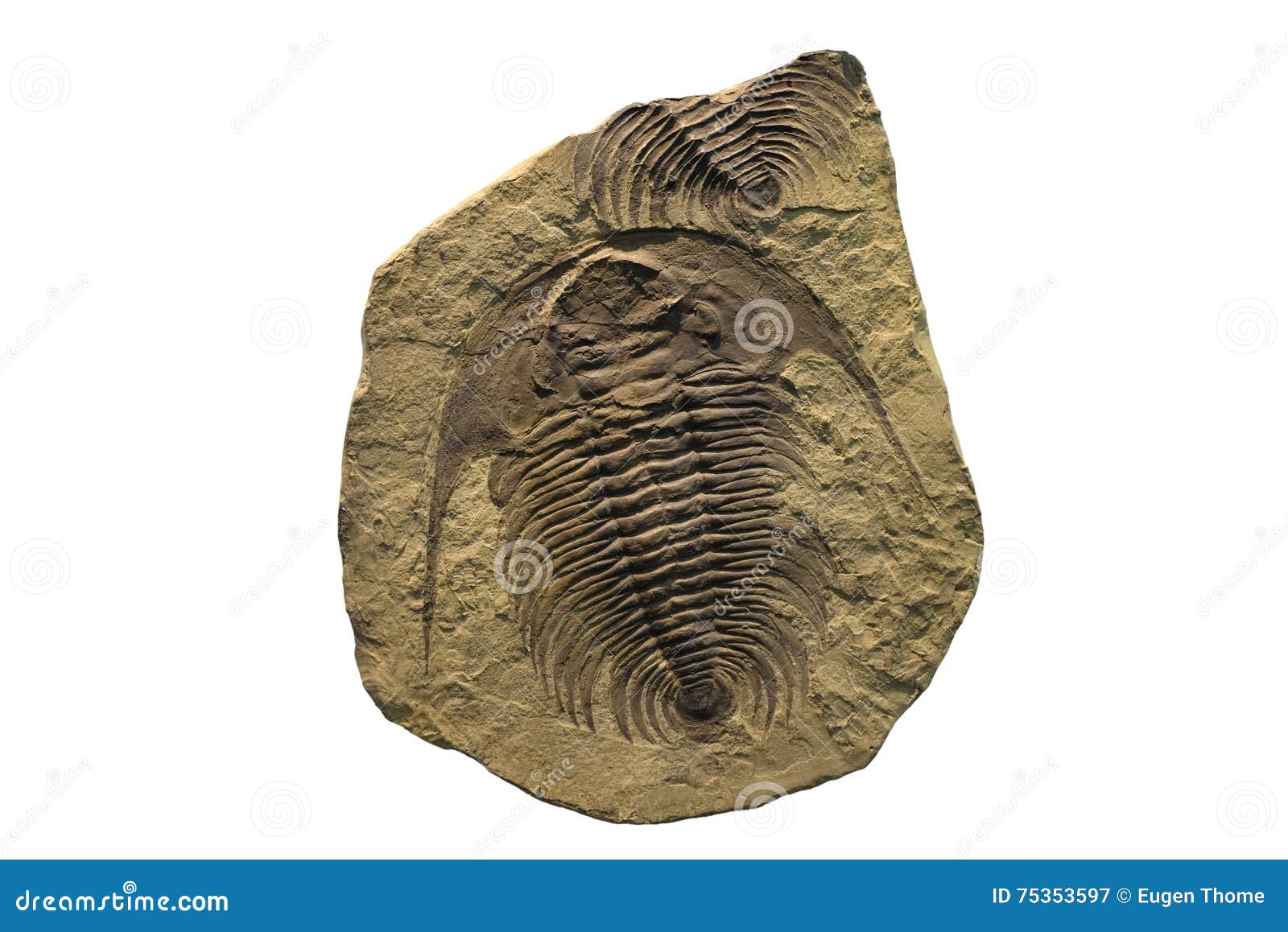 Trilobite stock image. Image of perm, flagstone, earthy - 75353597