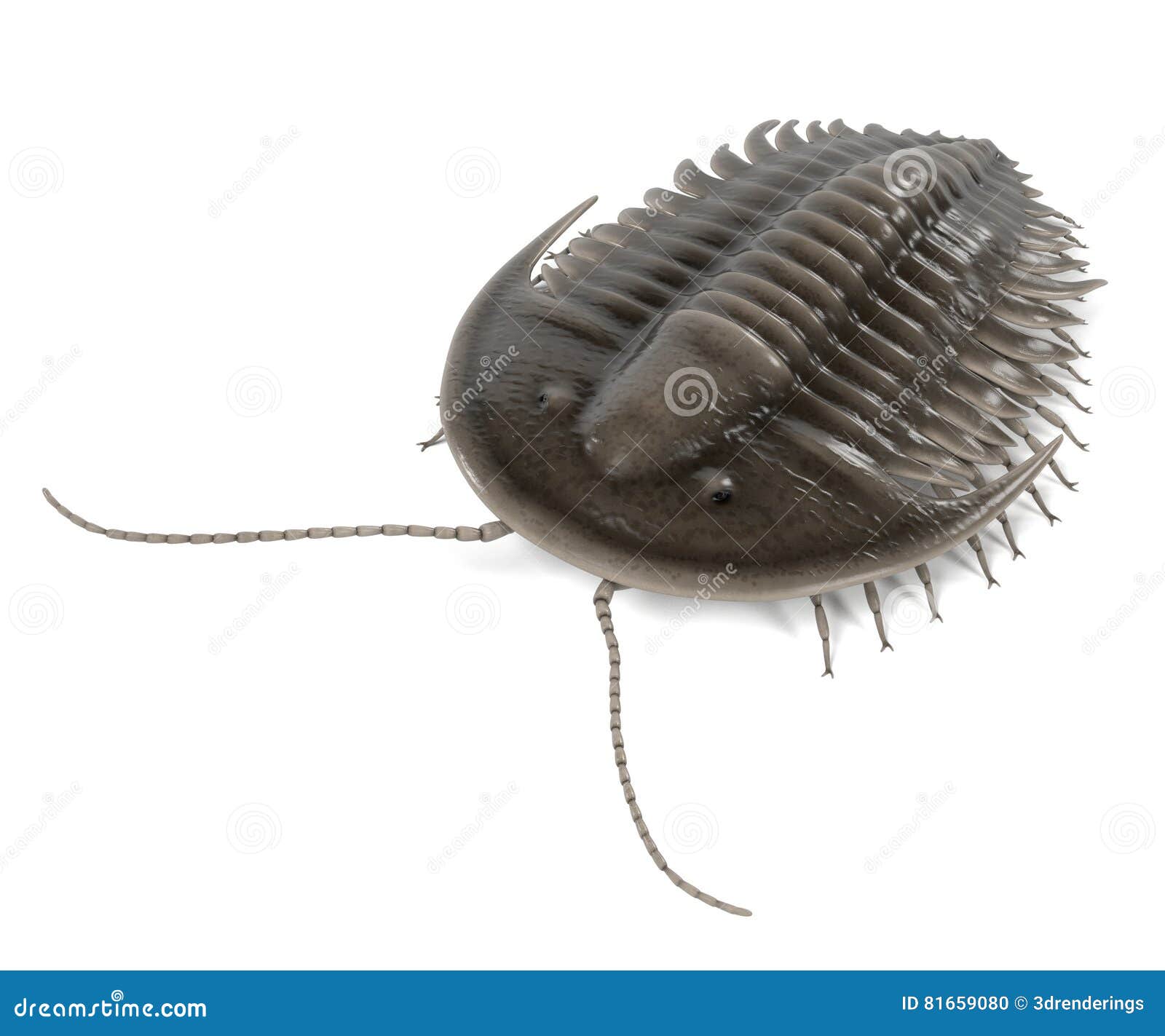 Trilobite stock illustration. Illustration of paleontology - 81659080