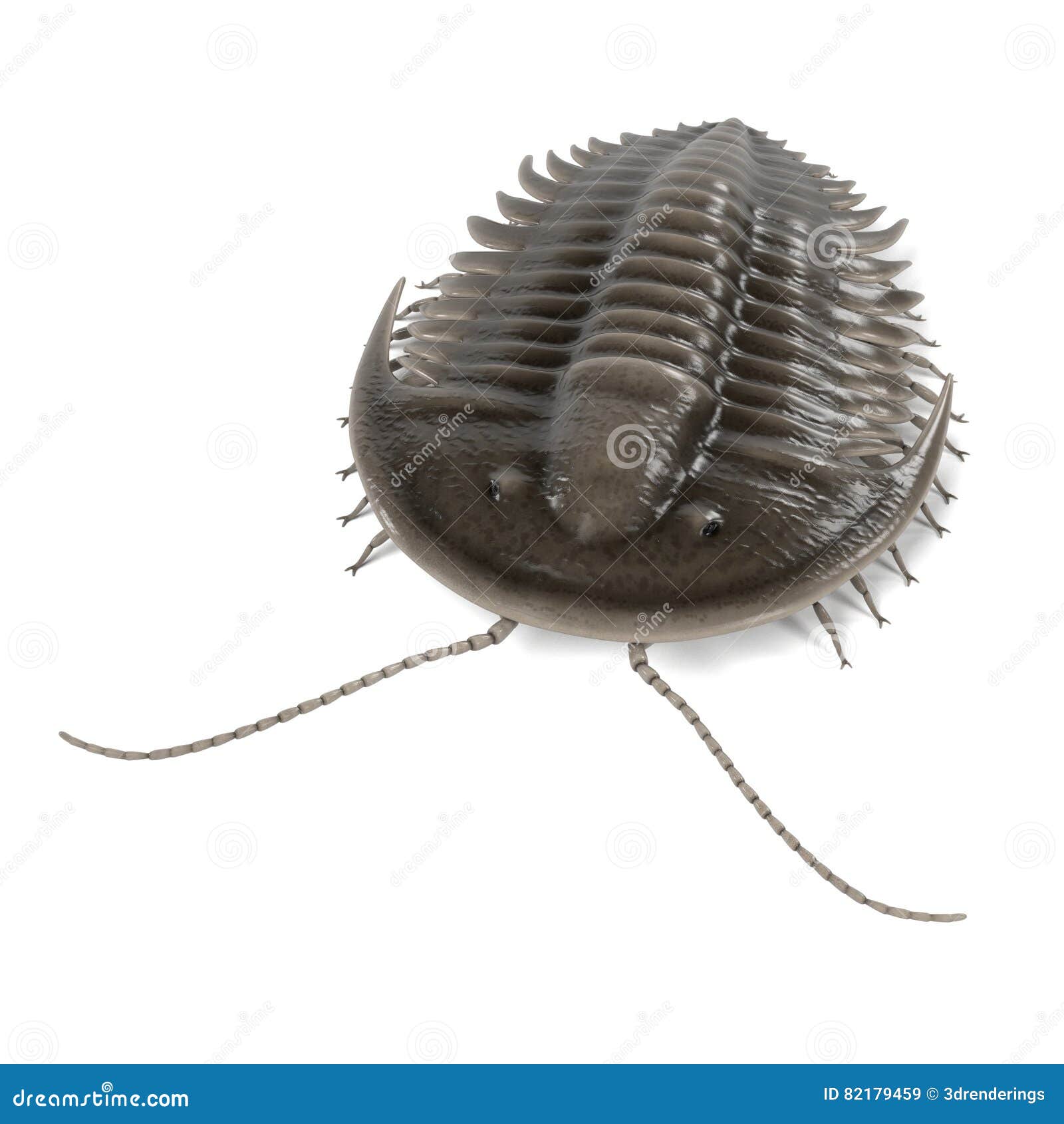 Trilobite stock illustration. Illustration of realistic - 82179459