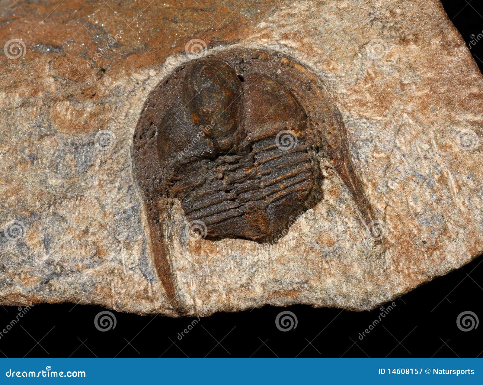 Trilobites stock image. Image of beetle, sand, trilobite - 14608157