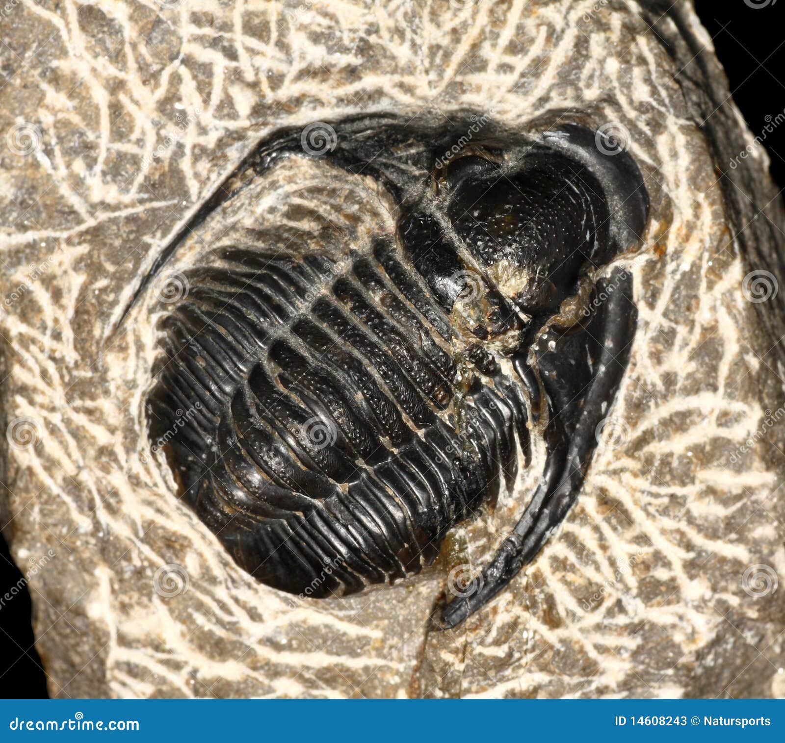 Trilobites stock image. Image of cornuproetus, fossil - 14608243