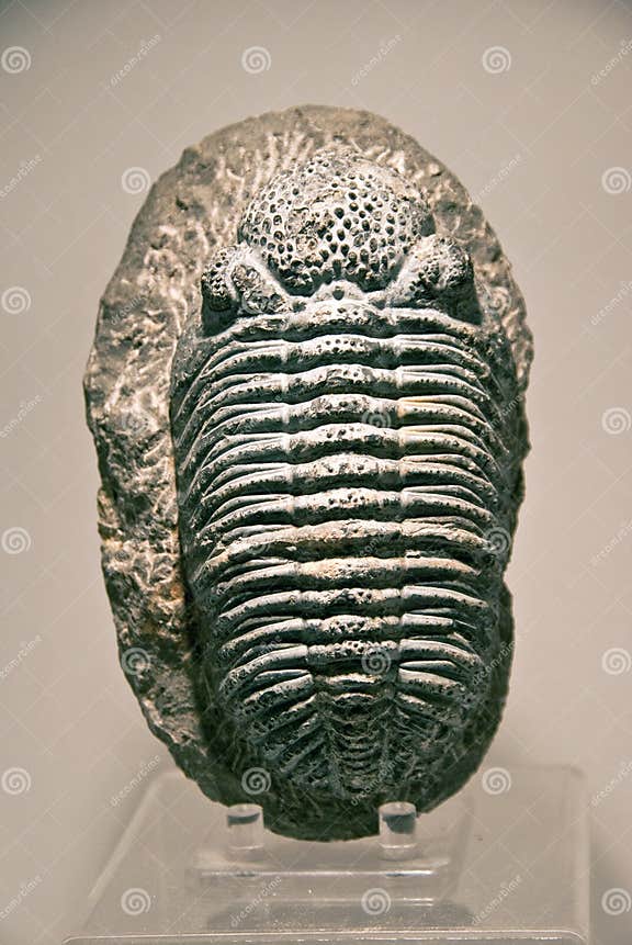 Trilobites 编辑类照片. 图片 包括有 绝种, 敌意, 腹足动物, 软体动物, 史前, 镇痛药 - 26861351