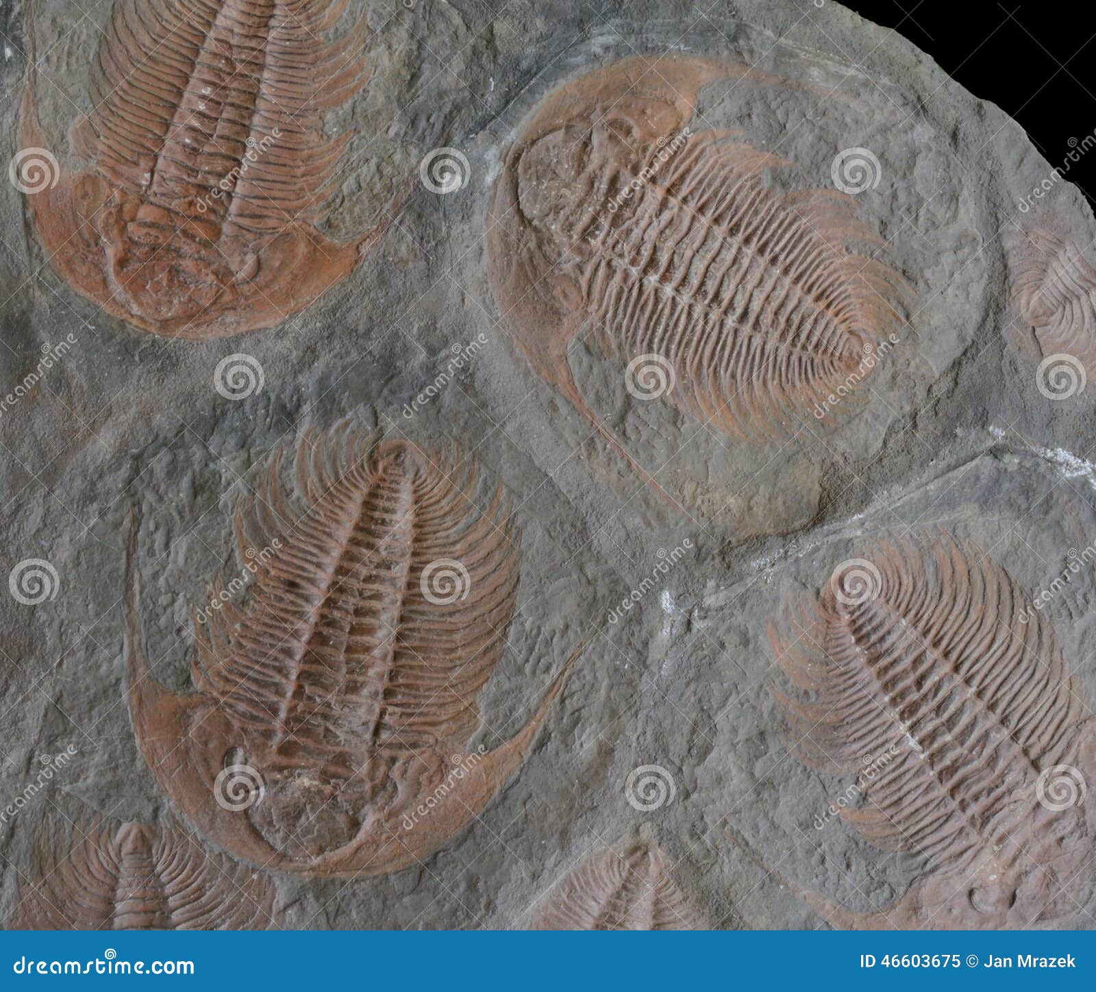 Trilobites II stock image. Image of fossils, shell, rock - 46603675