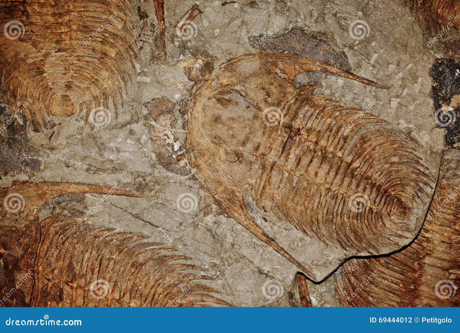 Trilobites stock photo. Image of trilobites, prehistoric - 69444012