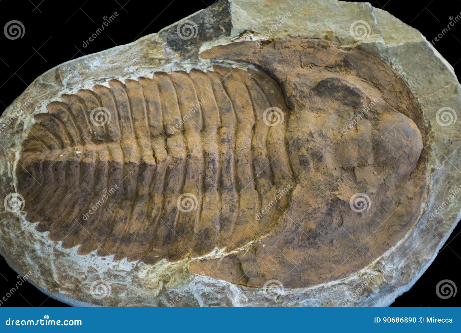 Trilobyte Fossil on Sand Stone Background Stock Photo - Image of ...