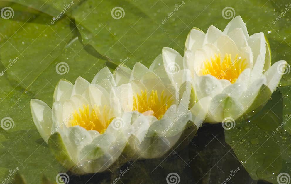 Trilogy stock photo. Image of pattern, beauty, flowers - 799024