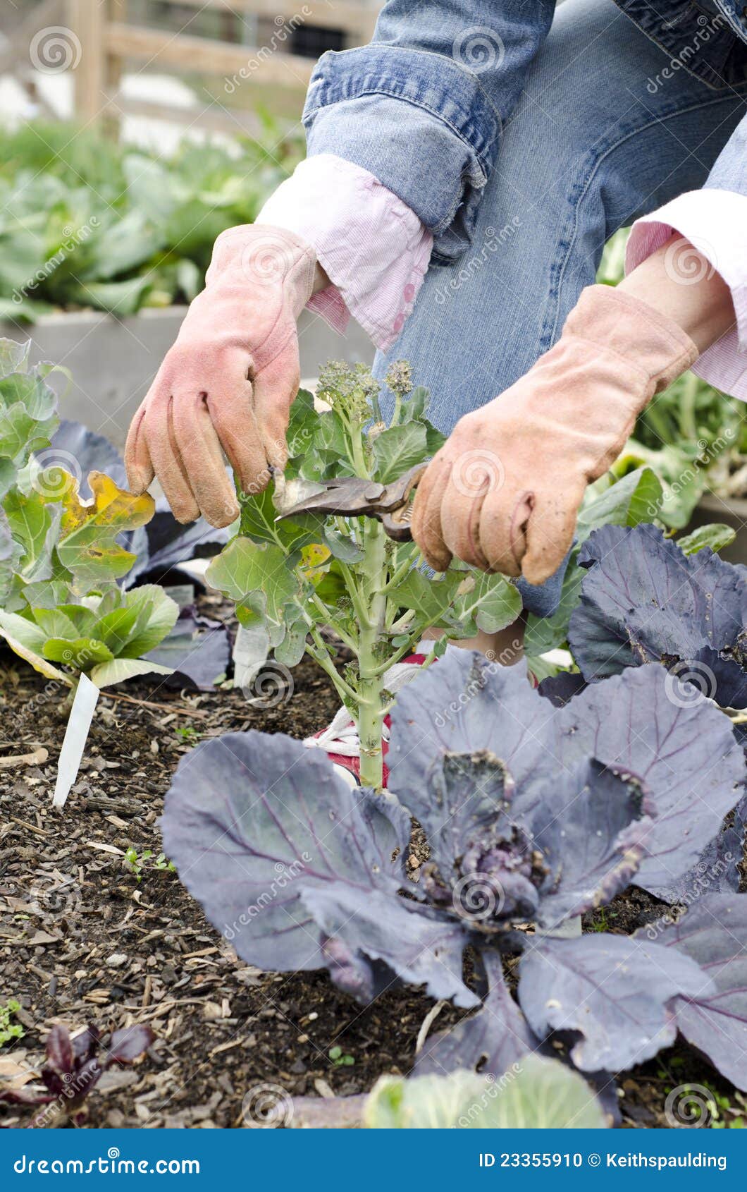 Trim stock photo. Image of jeans, mulch, botany, gardening - 23355910
