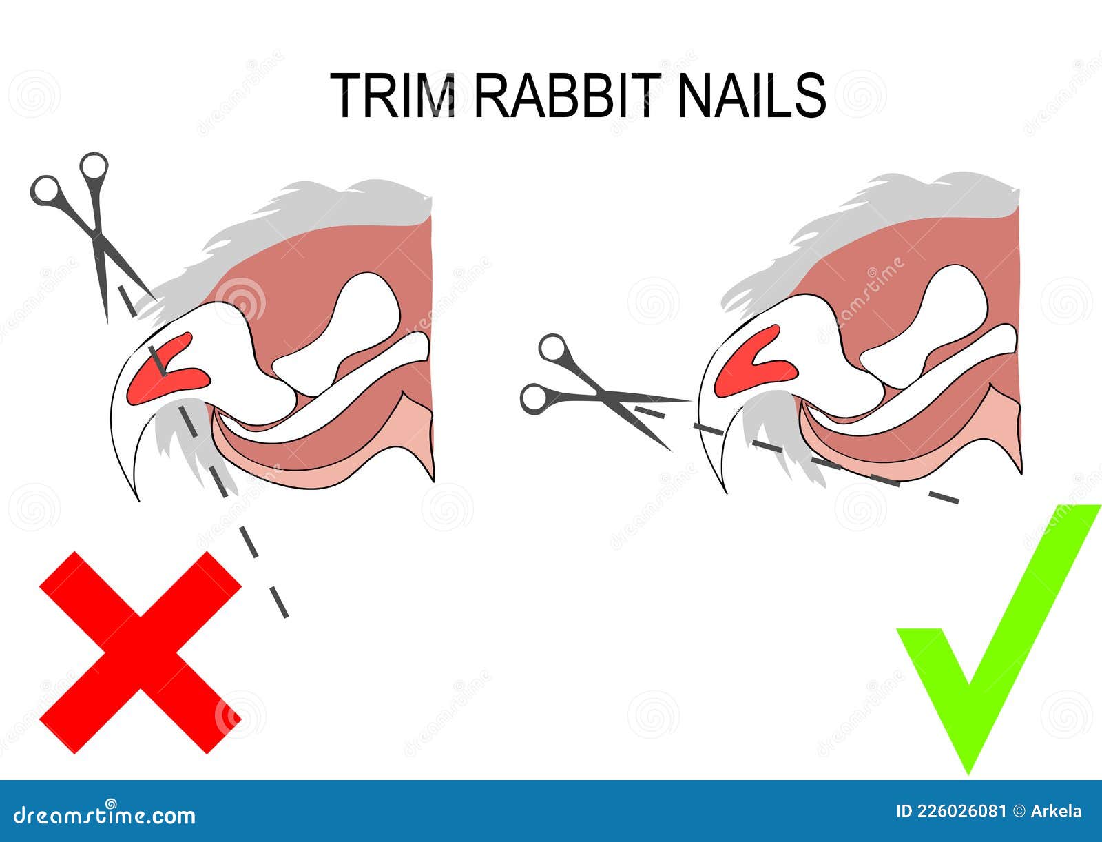 Trim rabbit nails stock vector. Illustration of claw - 226026081