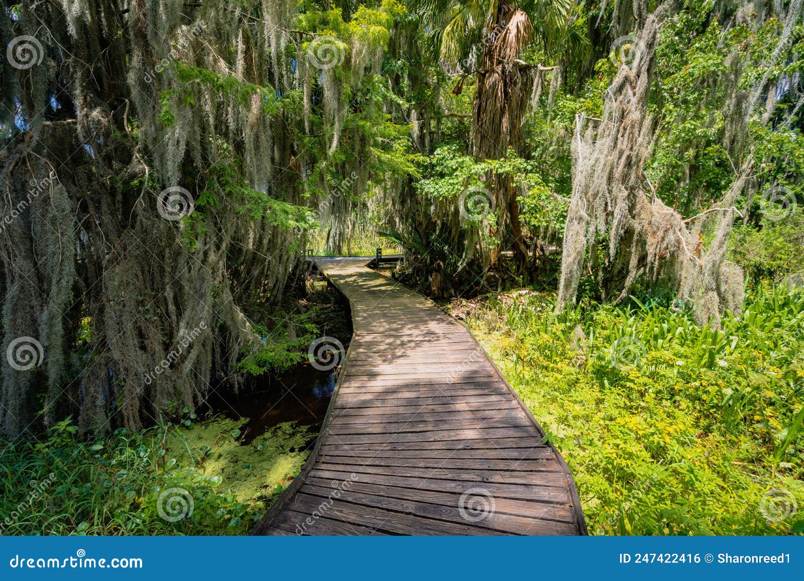 Trimble Park a Lake Boardwalk in Mount Dora, Florida Stock Photo ...