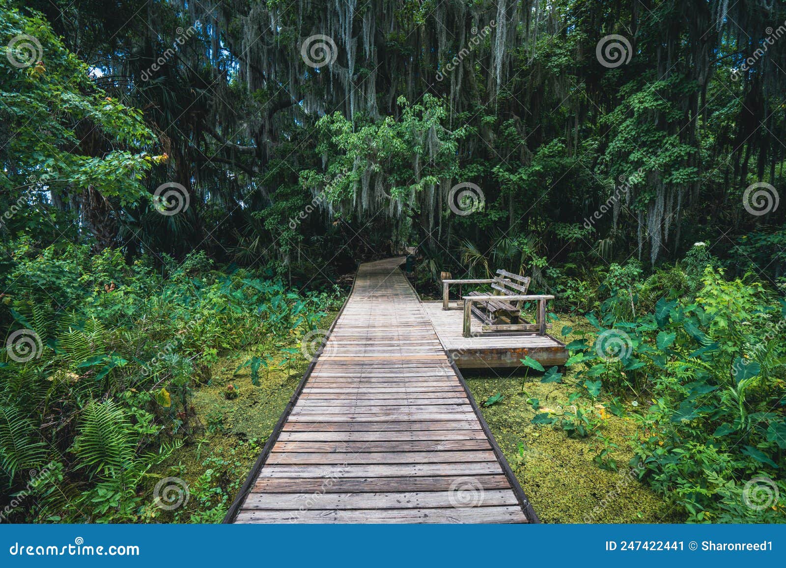 Trimble Park a Lake Boardwalk in Mount Dora, Florida Stock Image ...
