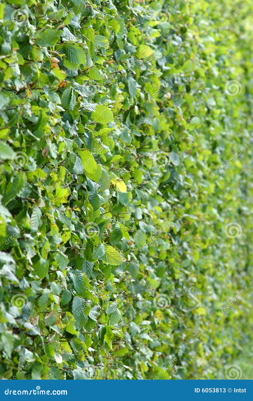 Trimed bush wall stock image. Image of gardening, arch - 6053813