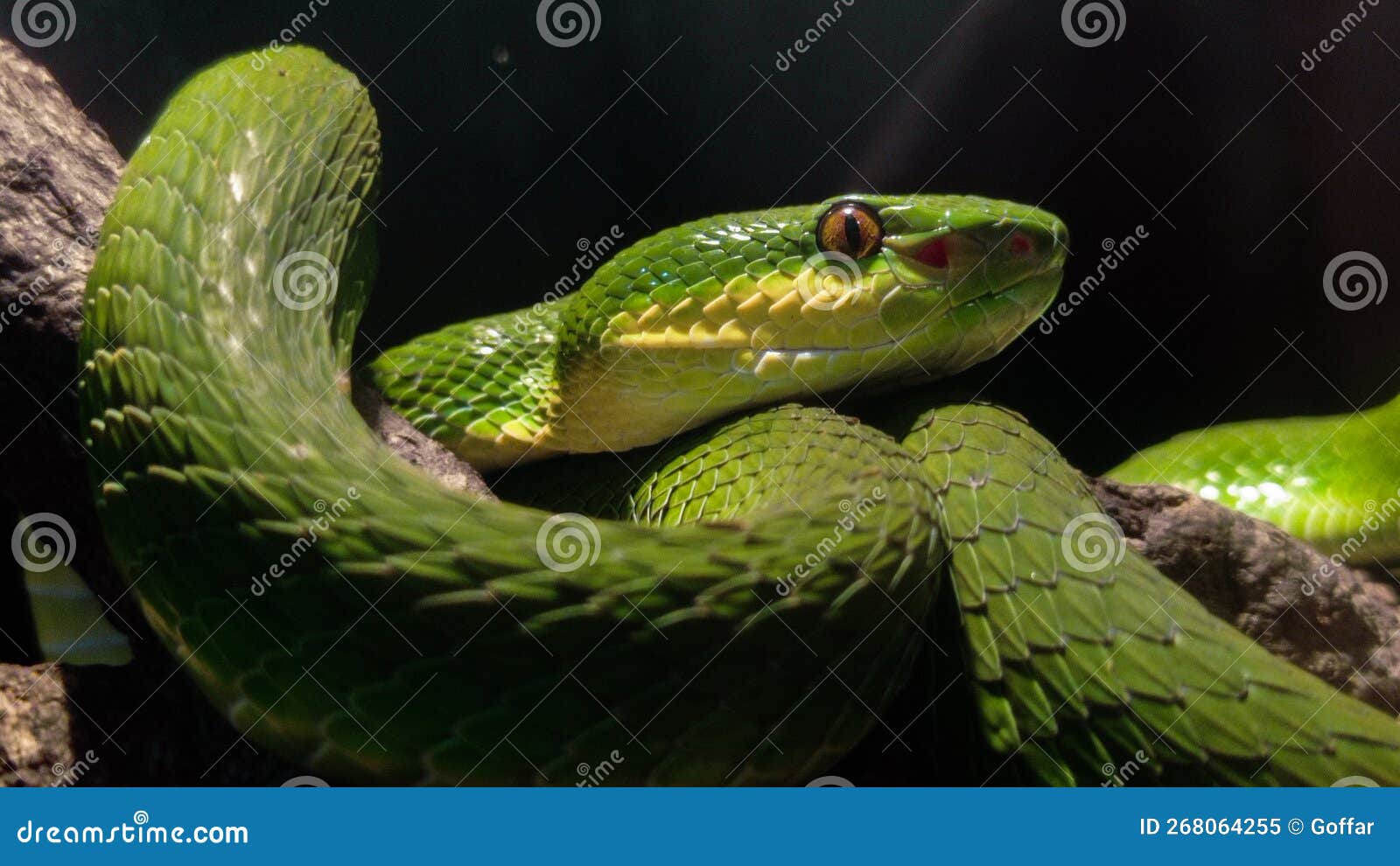 Trimeresurus Insularis Pit Viper Verde De La Isla Javanesa Imagen de ...