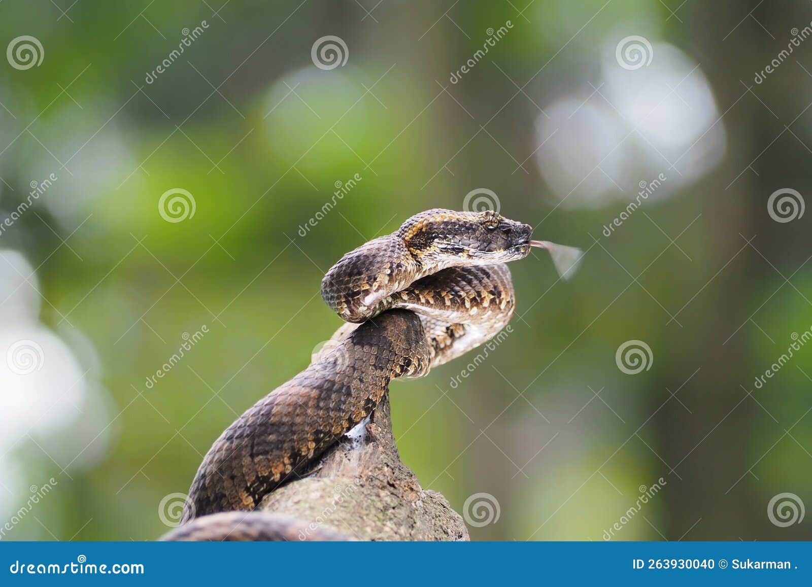Trimeresurus Puniceus Snake Closeup on Wood, Trimeresurus Puniceus ...