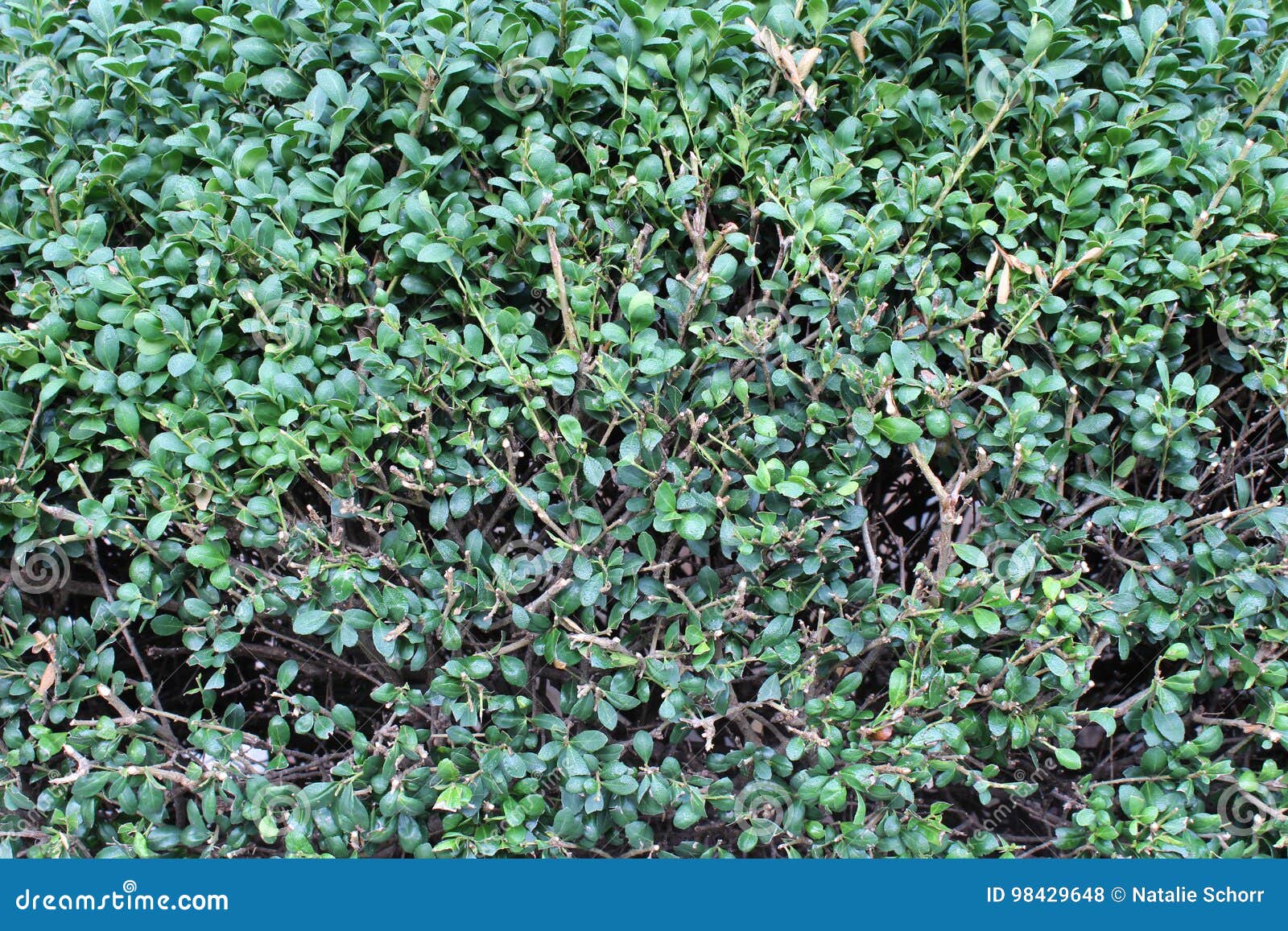 Trimmed boxwood background stock photo. Image of greenery - 98429648