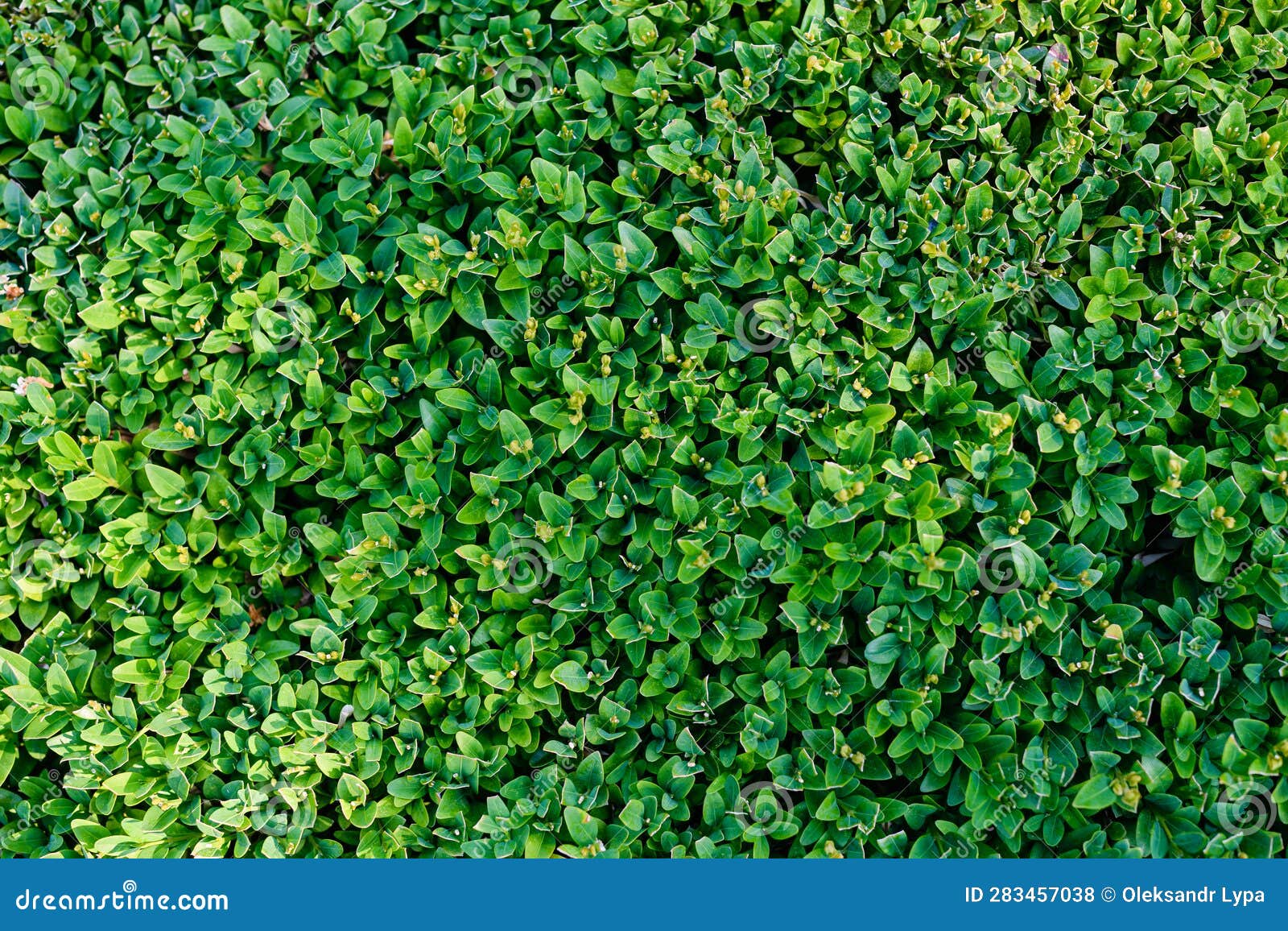 Trimmed Bush in the Form of a Fence Stock Photo - Image of copy, trees ...