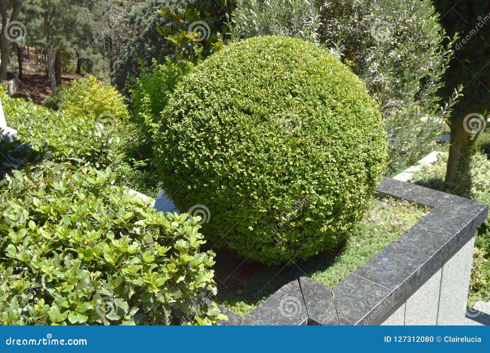 Trimmed Bush in the Shape of a Ball in the Park Stock Photo - Image of ...