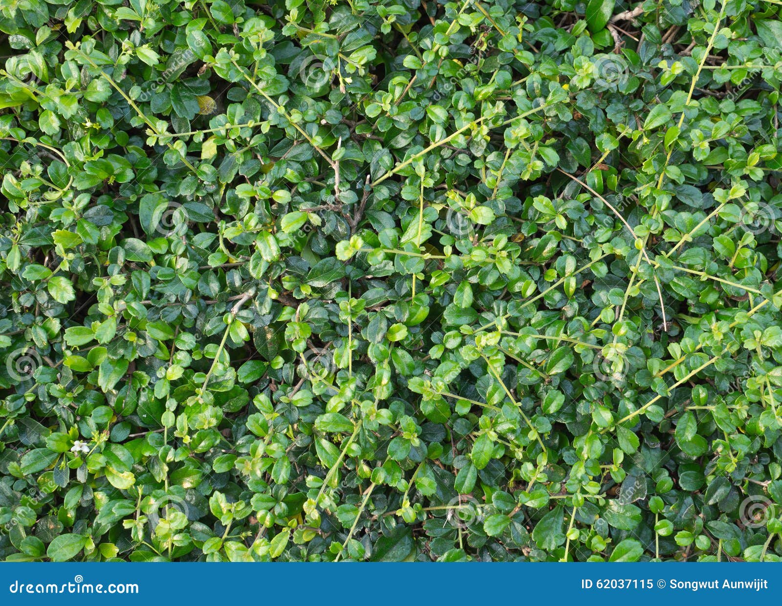 Trimmed Bush Texture stock image. Image of trimmed, background - 62037115