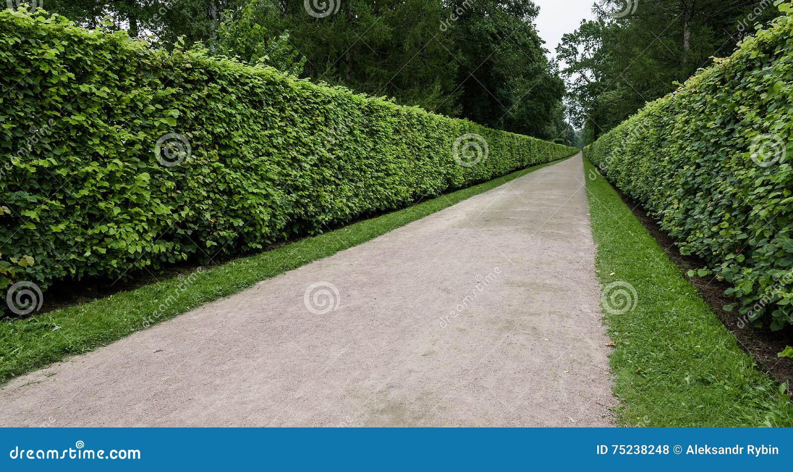 Trimmed Bushes in Park and the Track Stock Photo - Image of bush, bark ...