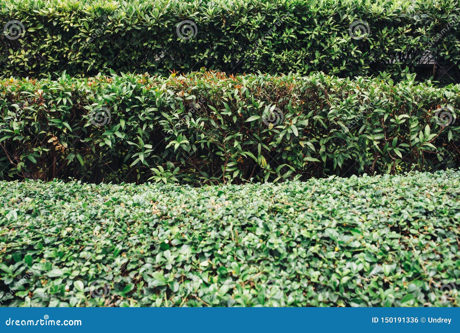 Trimmed Bushes. Several Rows of Clipped Shrubs Natural Texture Stock ...