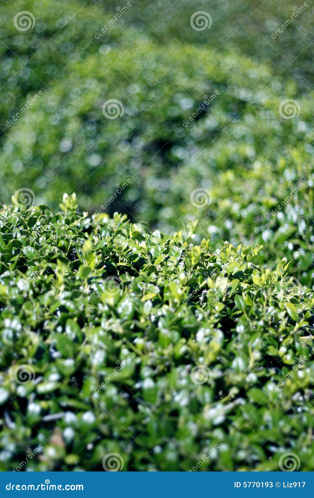 Trimmed Green Bushes stock image. Image of green, bush - 5770193